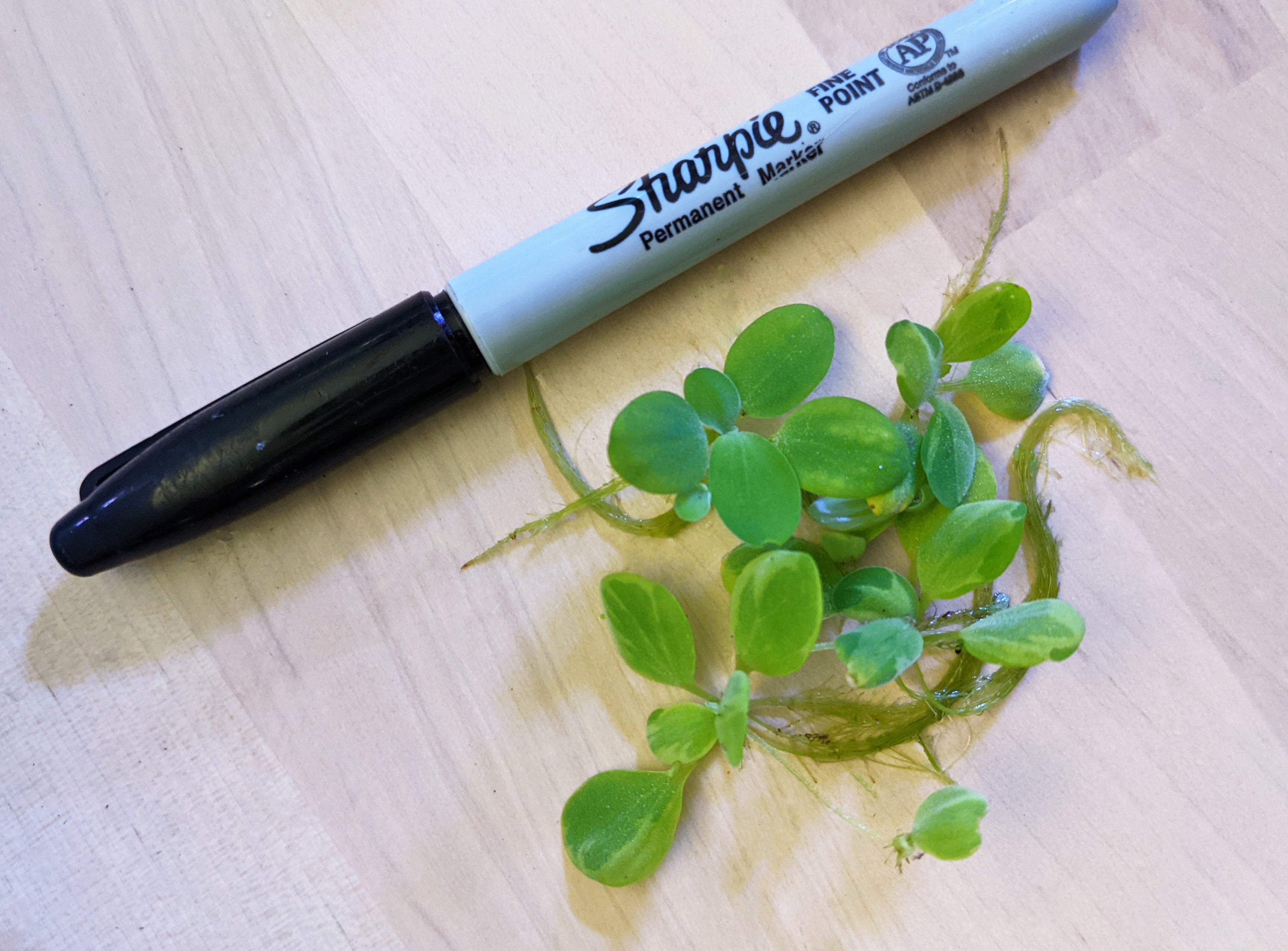 Variegated Water Lettuce Pistia Stratiotes Windy City Aquariums