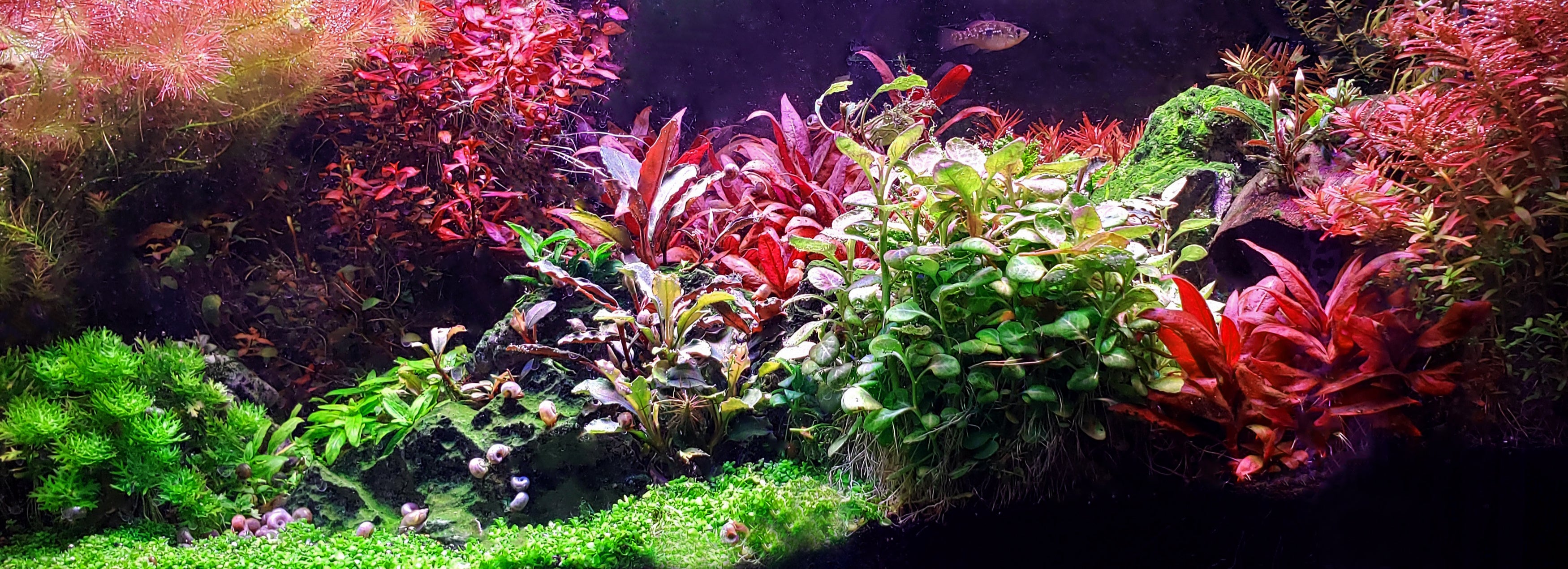 Rocky Mountain High Tech Aquarium (21 Gallon) – Windy City Aquariums