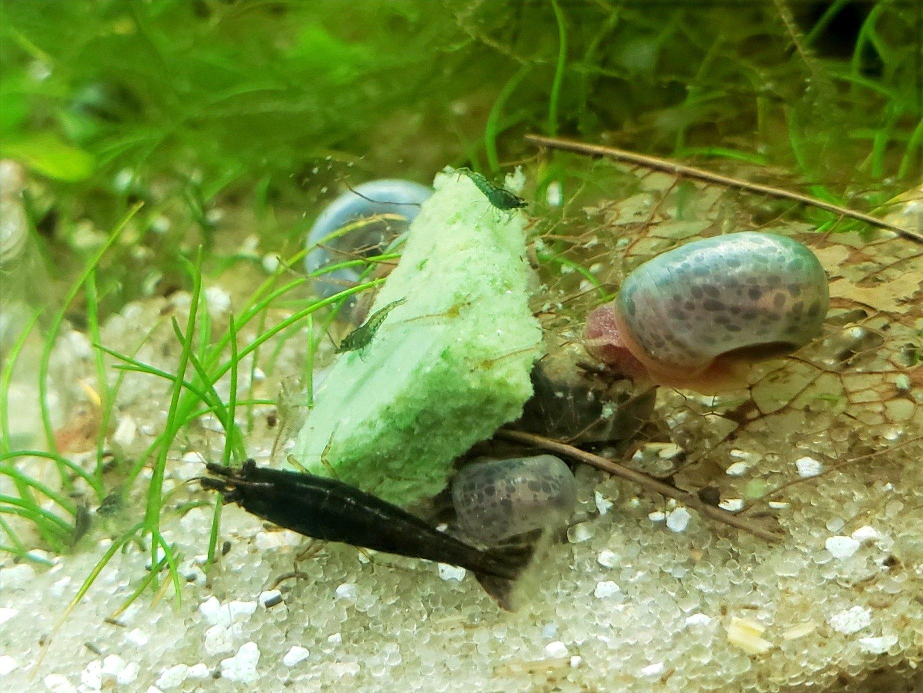 Snello Recipe for Snails and Shrimp | Windy City Aquariums