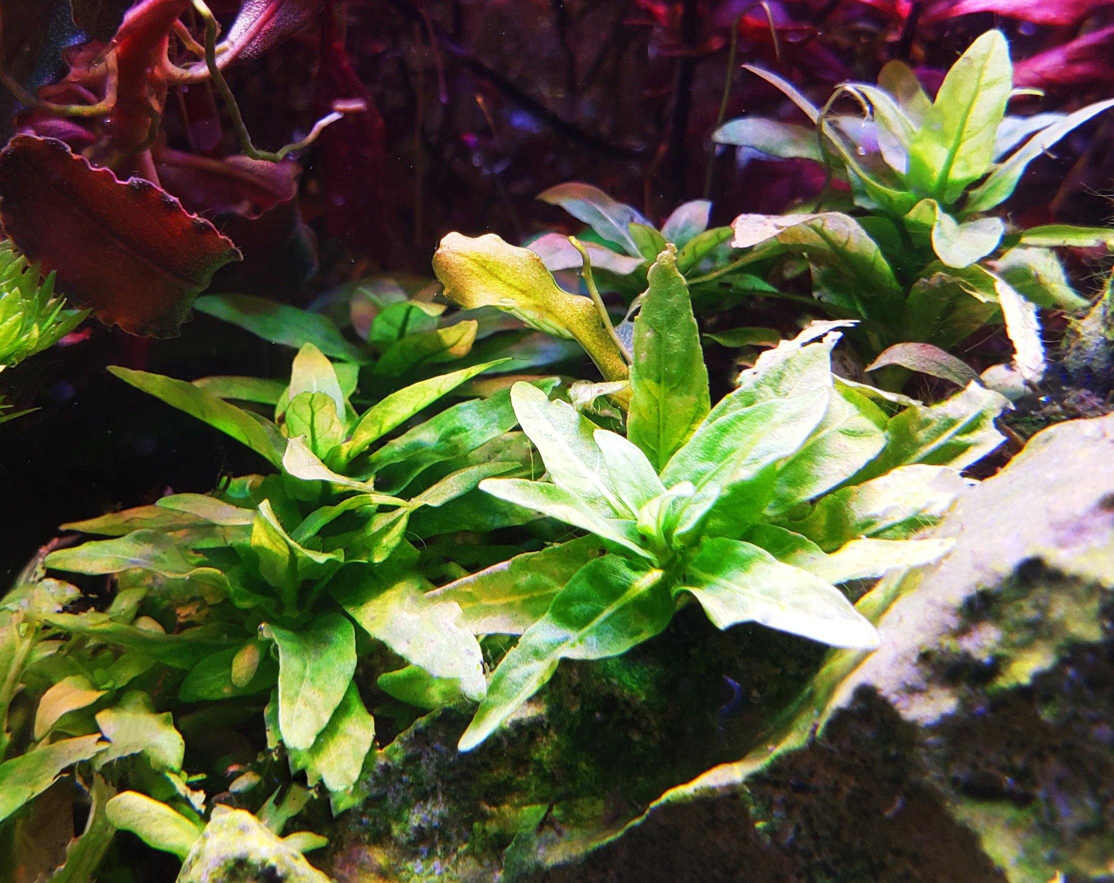 Foreground Aquarium Plants | Shop Live Plants | Windy City Aquariums