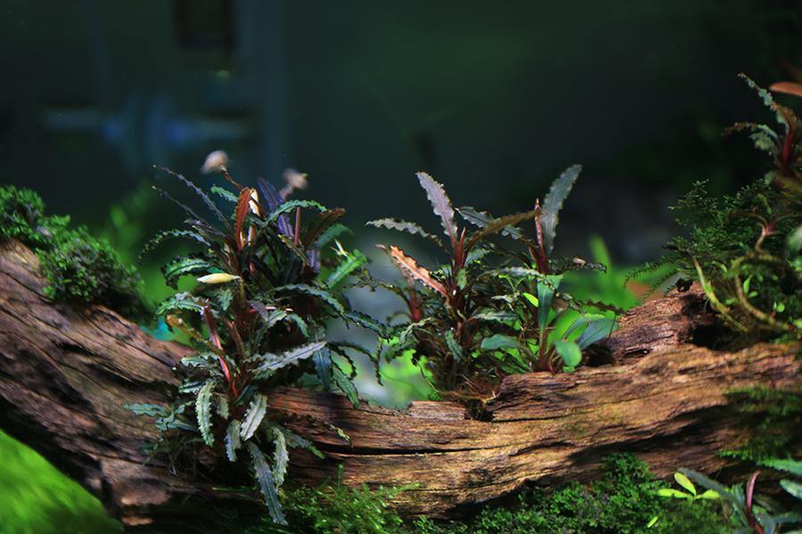 Bucephalandra | Shop Live Aquarium Plants | Windy City Aquariums