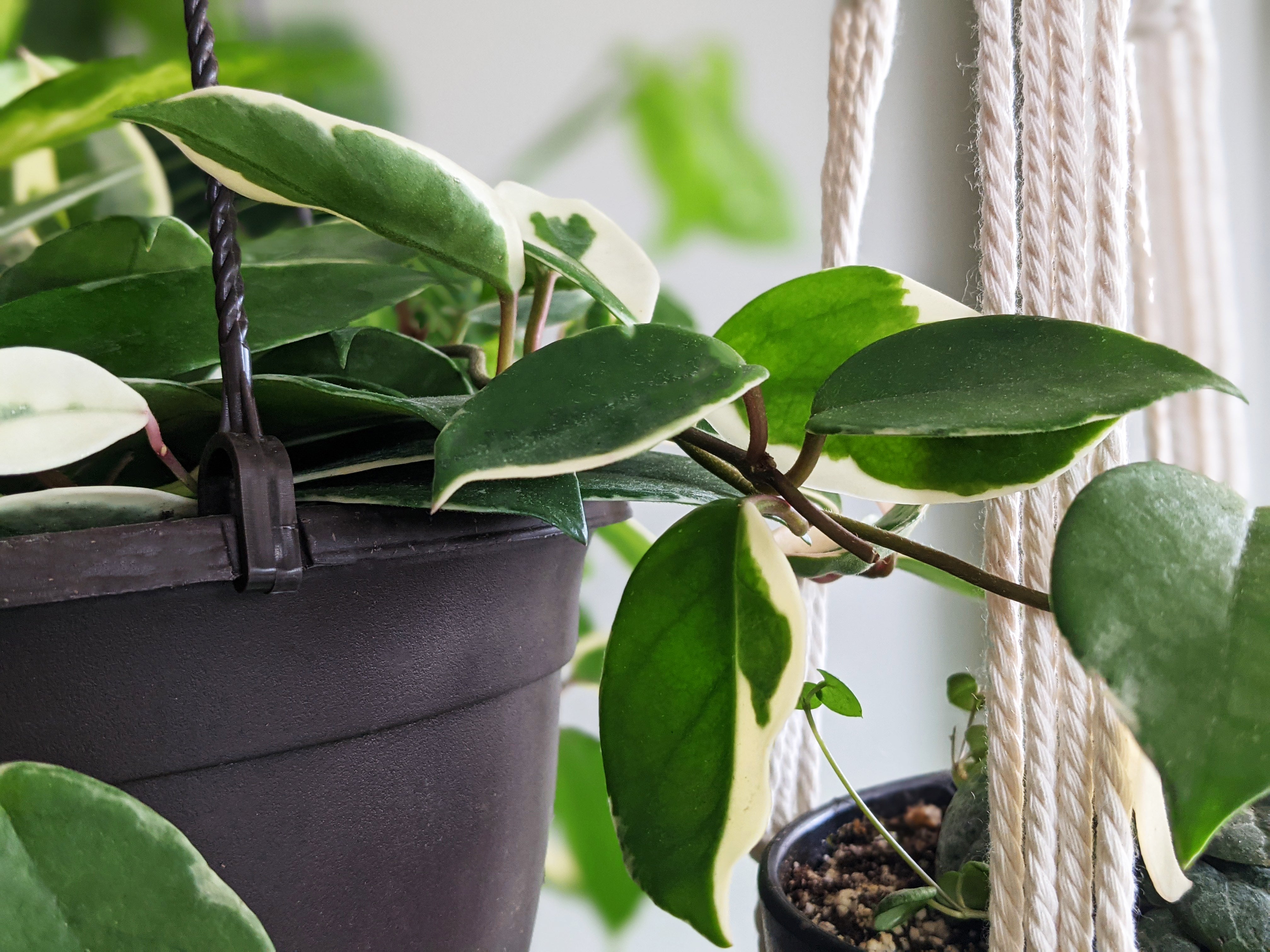 Trailing House Plants | Shop Live House Plants | Windy City Aquariums