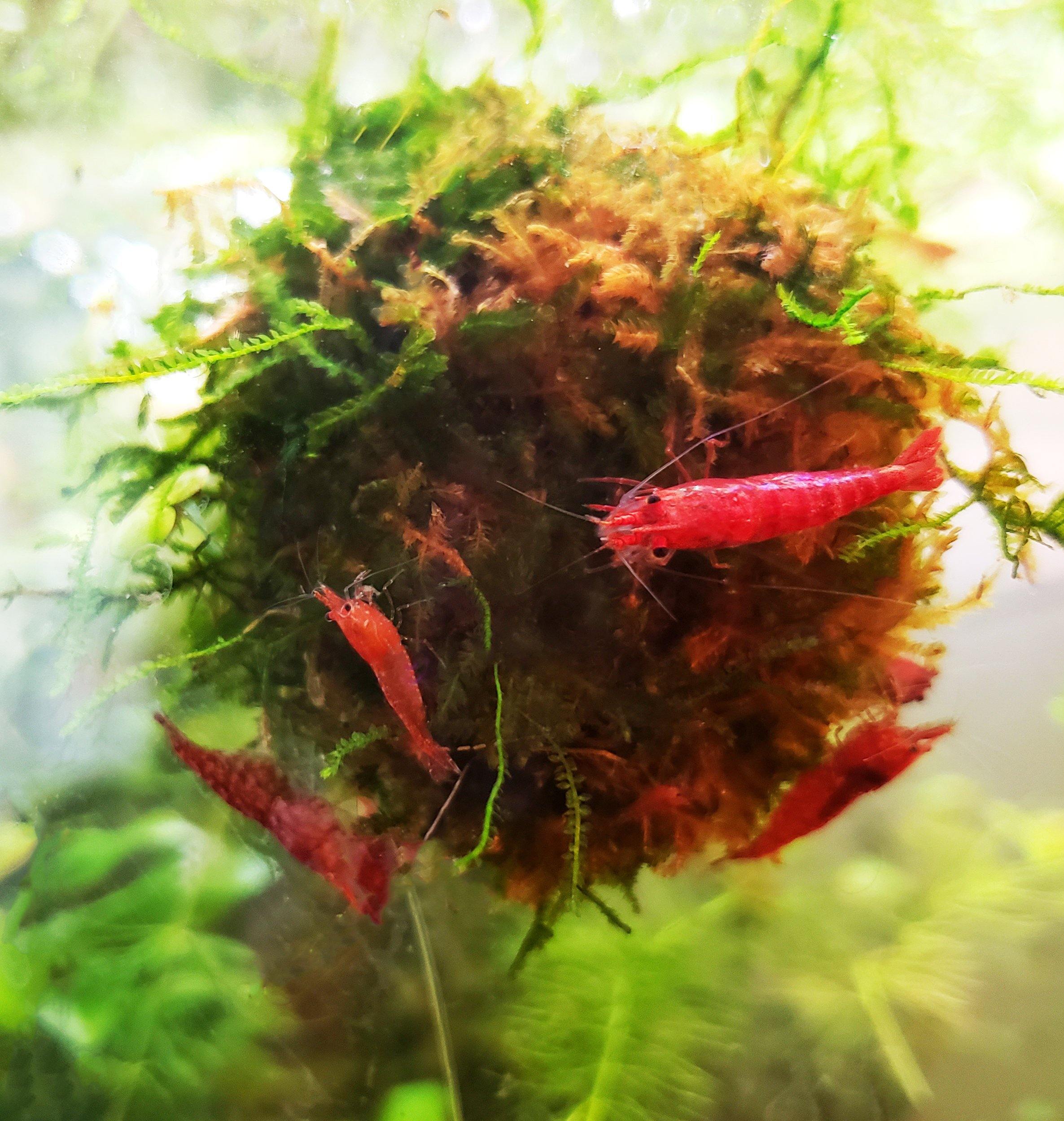 Shop Live USA-Bred Freshwater Shrimp | Windy City Aquariums