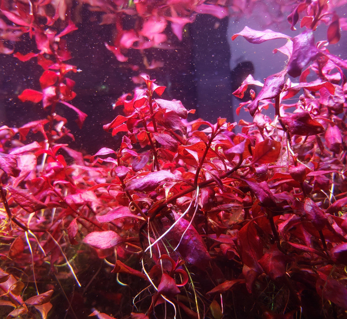 Red Aquarium Plants | Windy City Aquariums