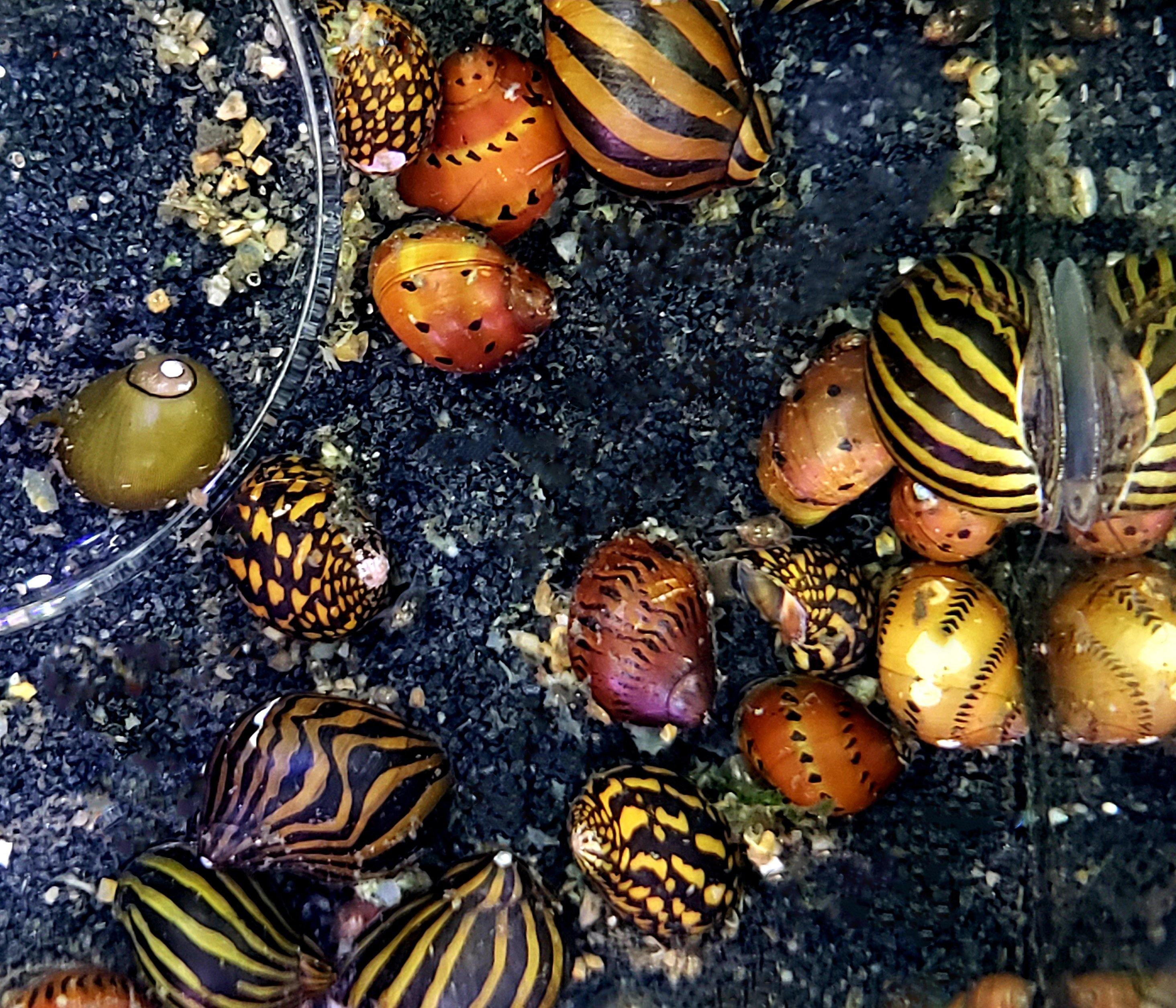 Shop Live Aquatic Snails | Windy City Aquariums