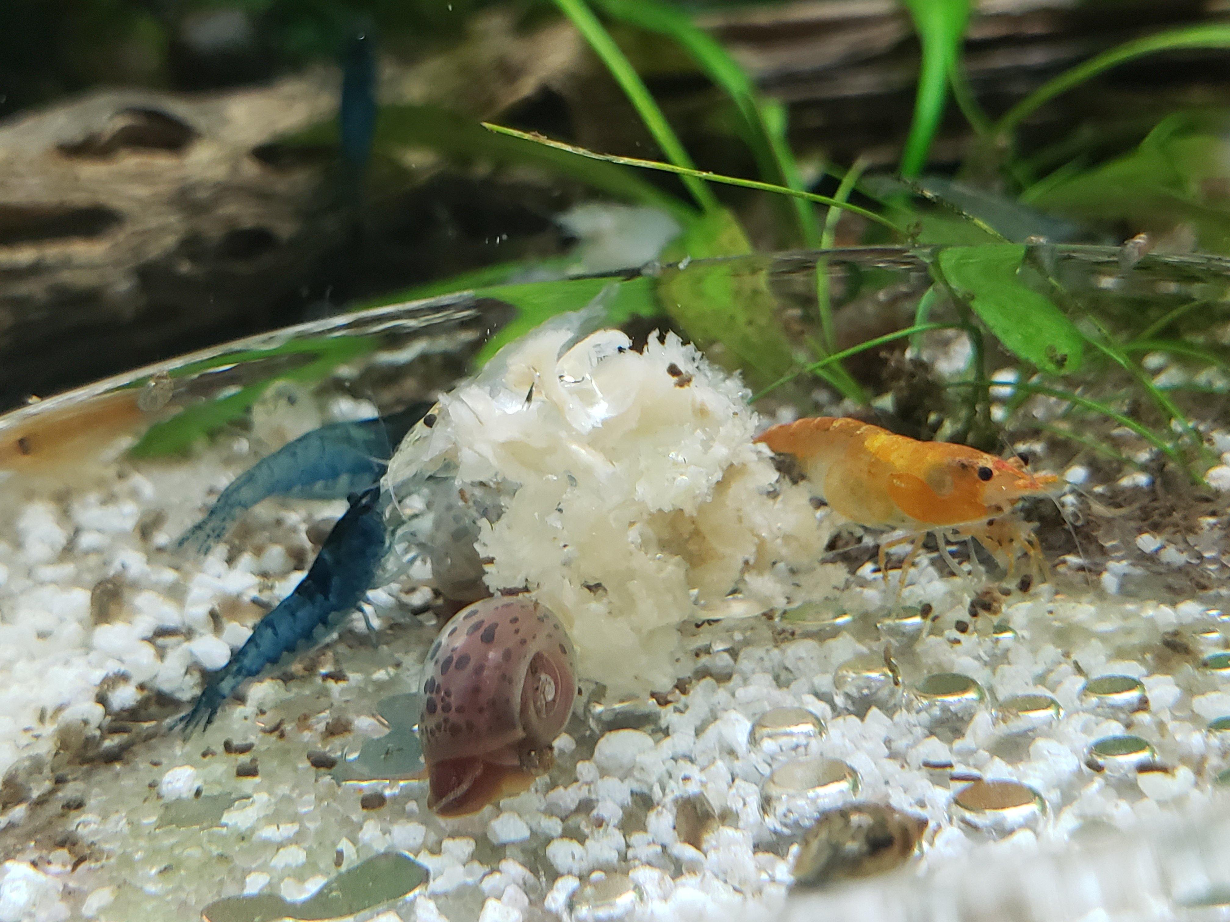 Aquarium Fish & Shrimp Food | Windy City Aquariums