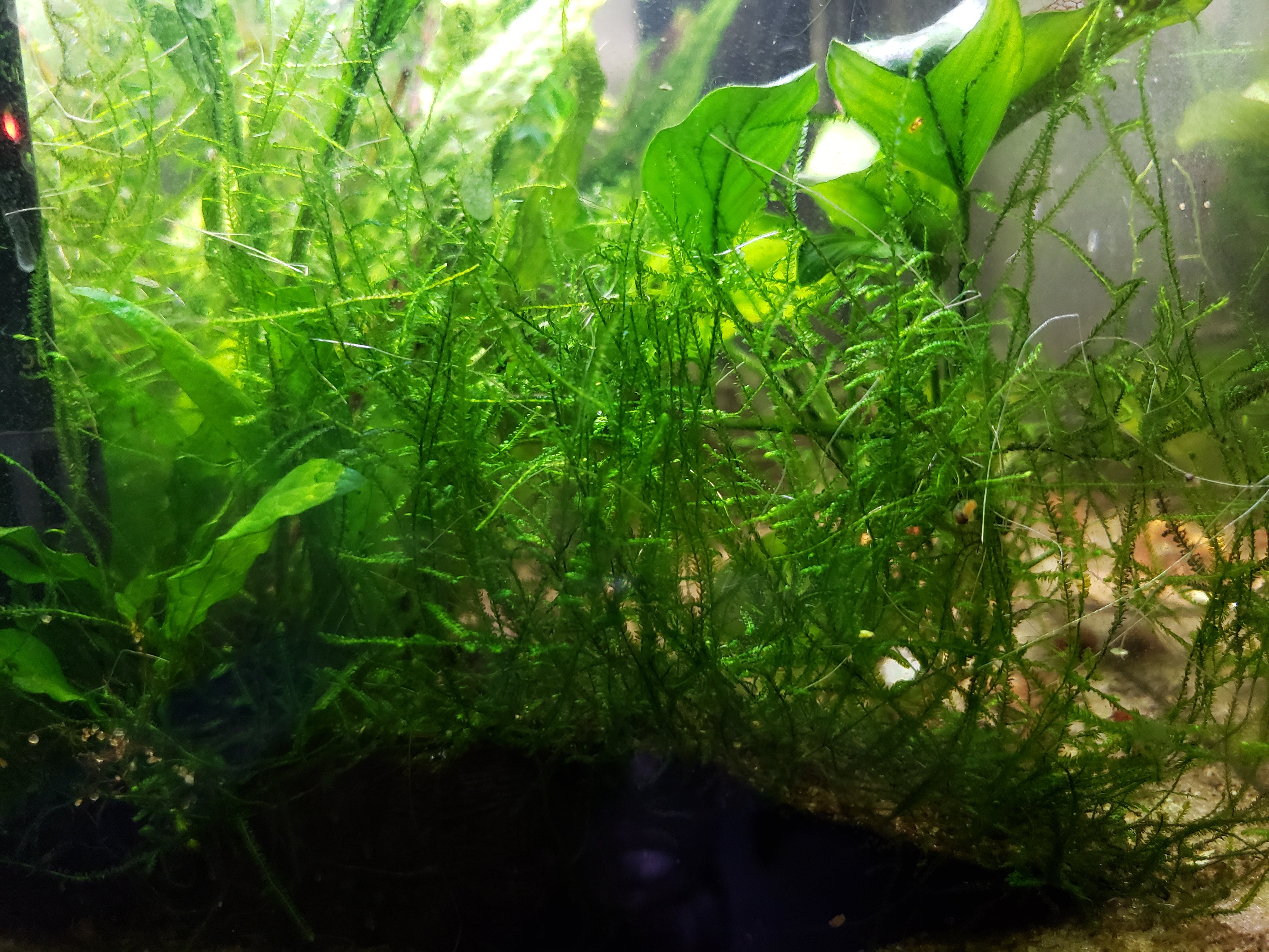 Aquarium Mosses | Windy City Aquariums