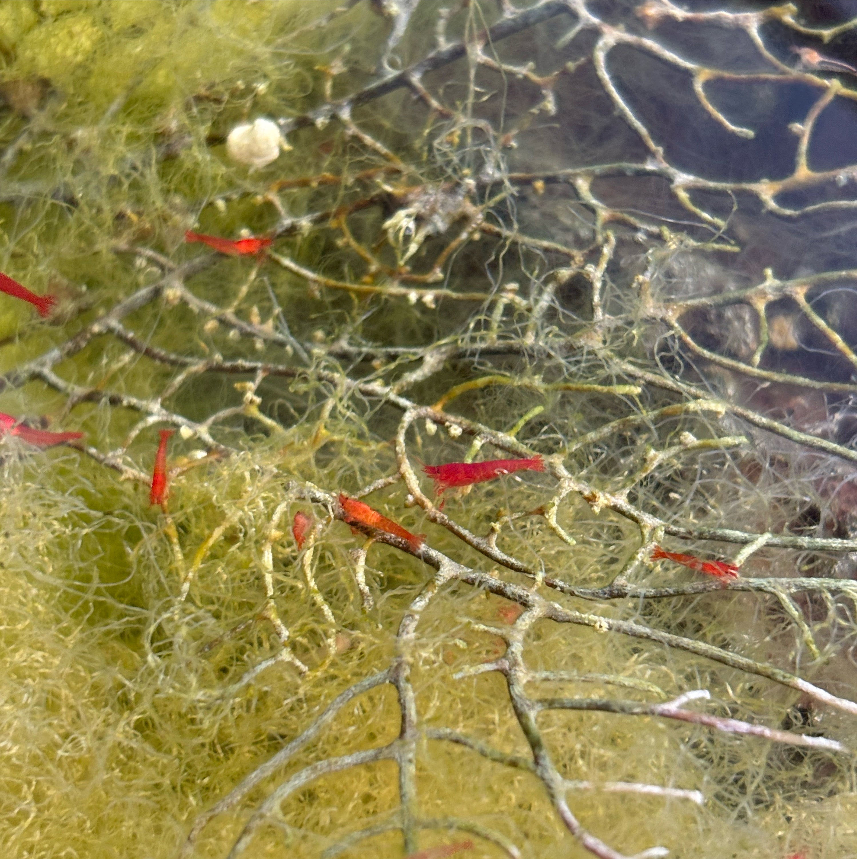 Opae Ula Hawaiian Red Shrimp | USA Bred | Windy City Aquariums