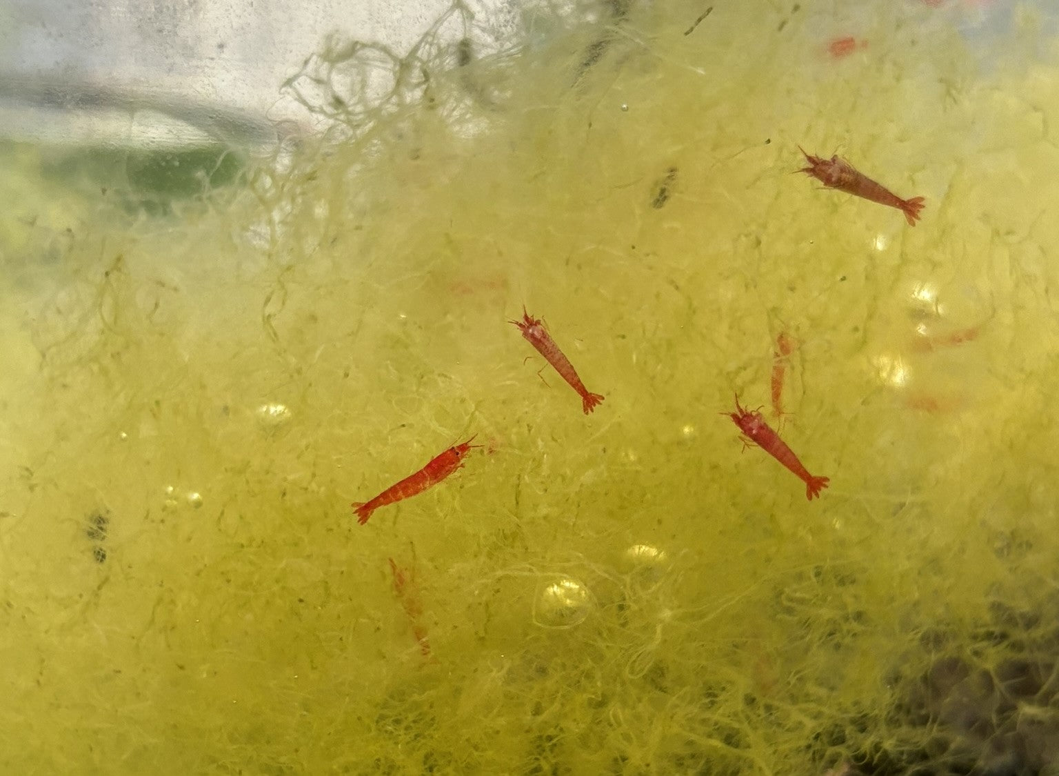 Opae Ula Hawaiian Red Shrimp | USA Bred | Windy City Aquariums