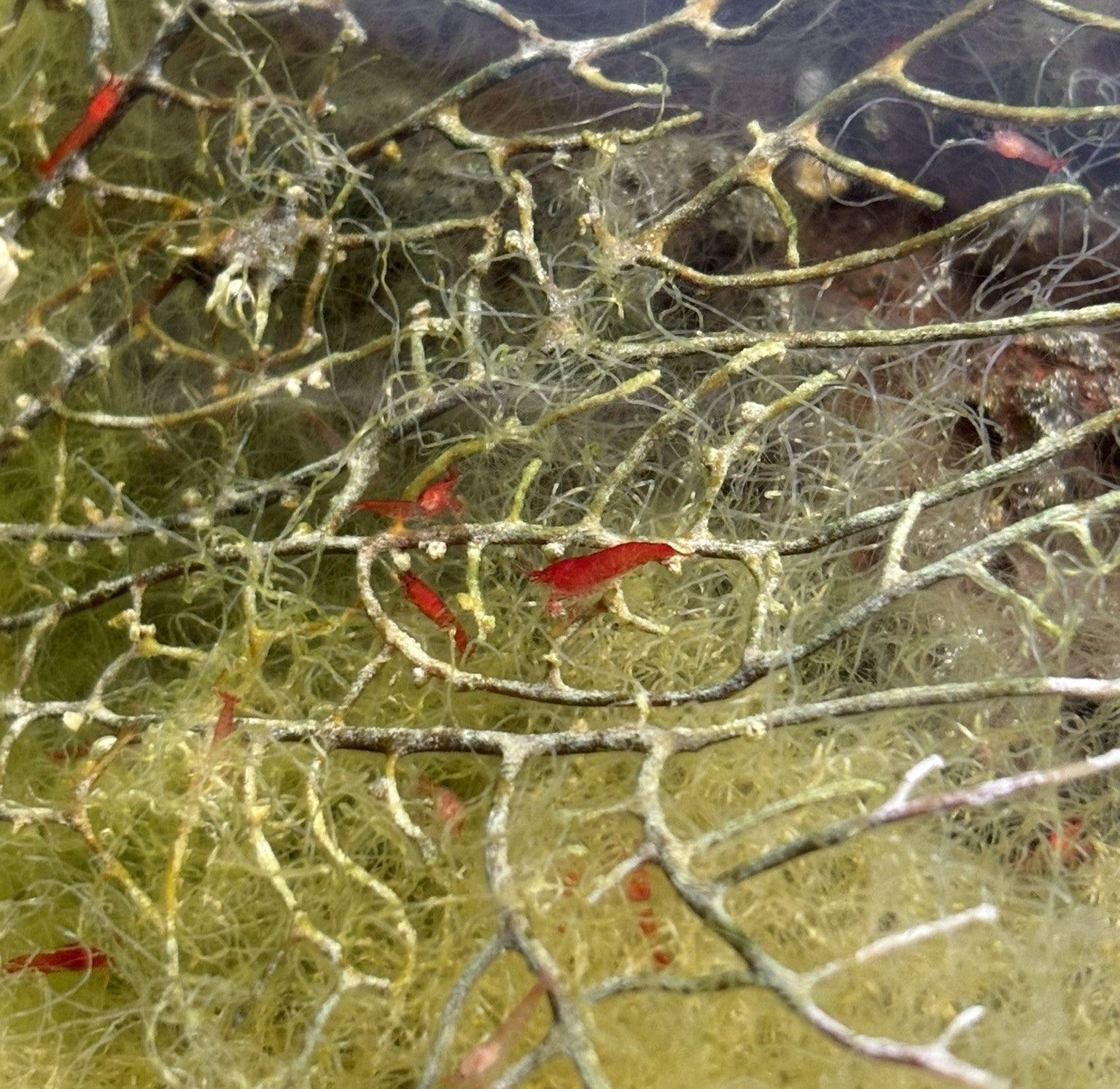 Opae Ula Hawaiian Red Shrimp | USA Bred | Windy City Aquariums