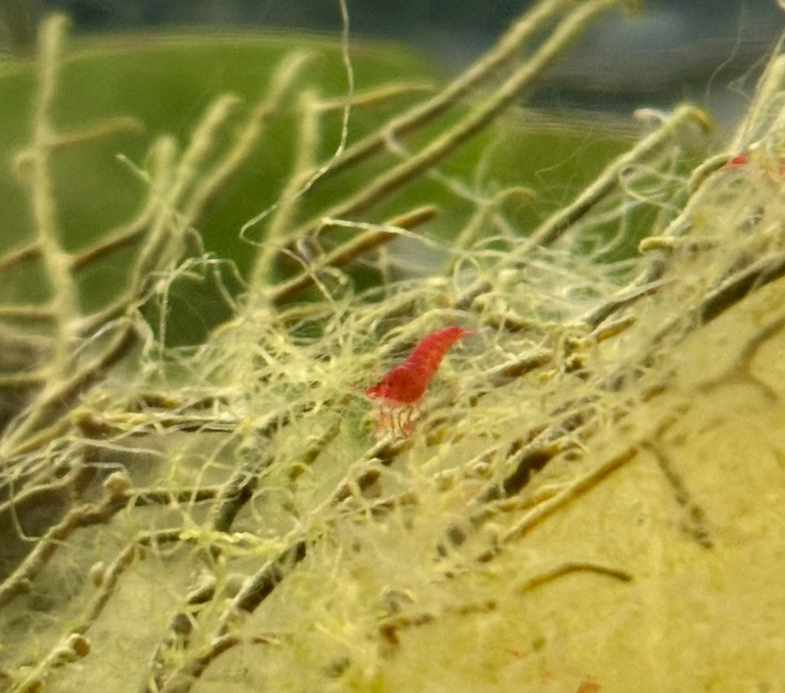 Opae Ula Hawaiian Red Shrimp | USA Bred | Windy City Aquariums