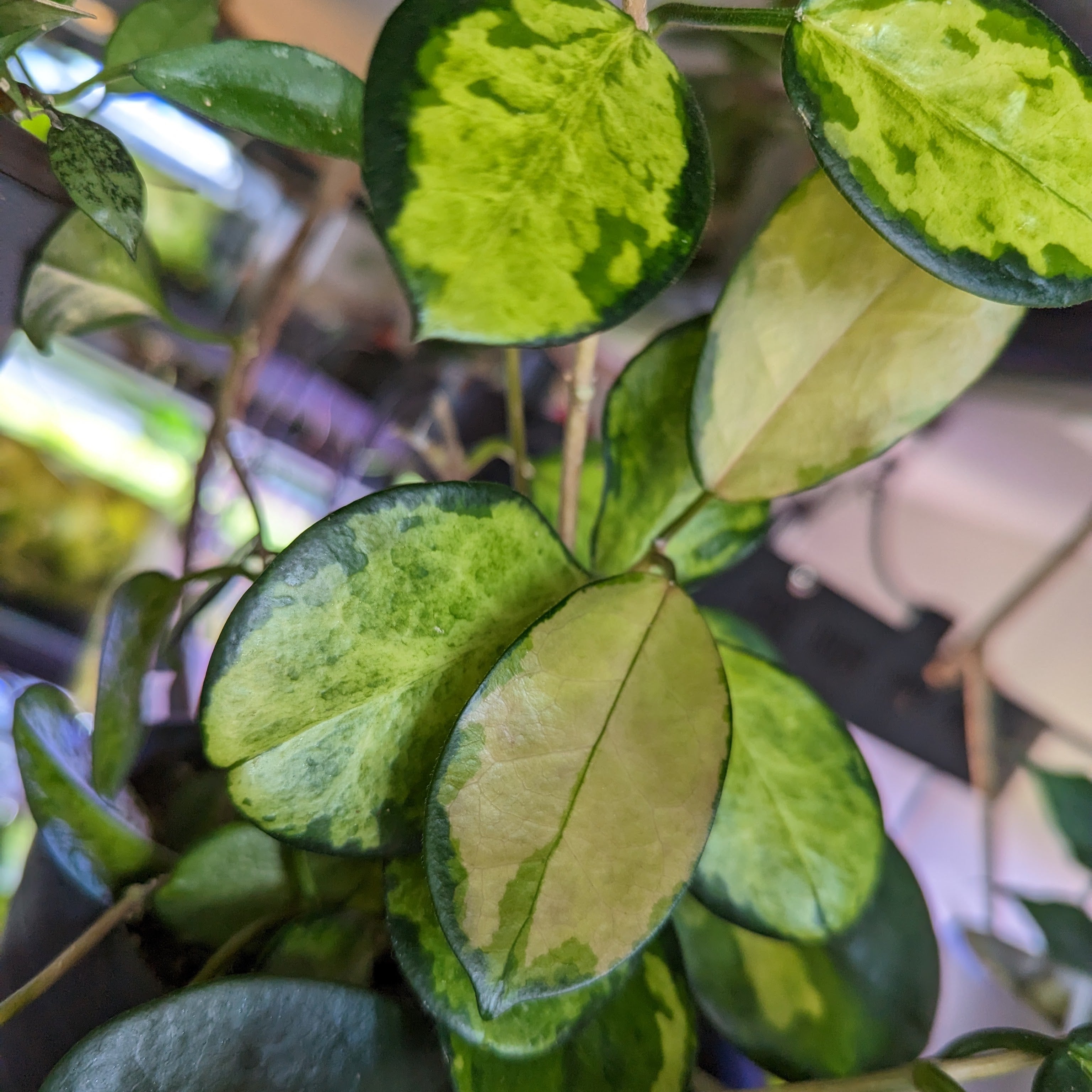 Hoya Australis Lisa | Live House Plants | Windy City Aquariums