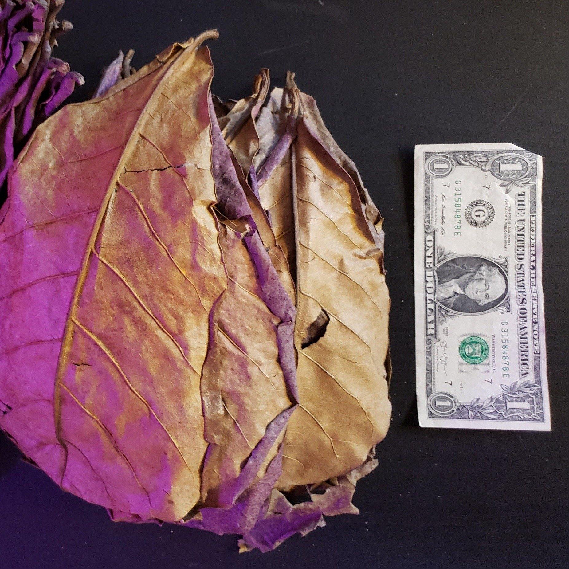 XL Catappa Leaves / Indian Almond Leaves | Windy City Aquariums
