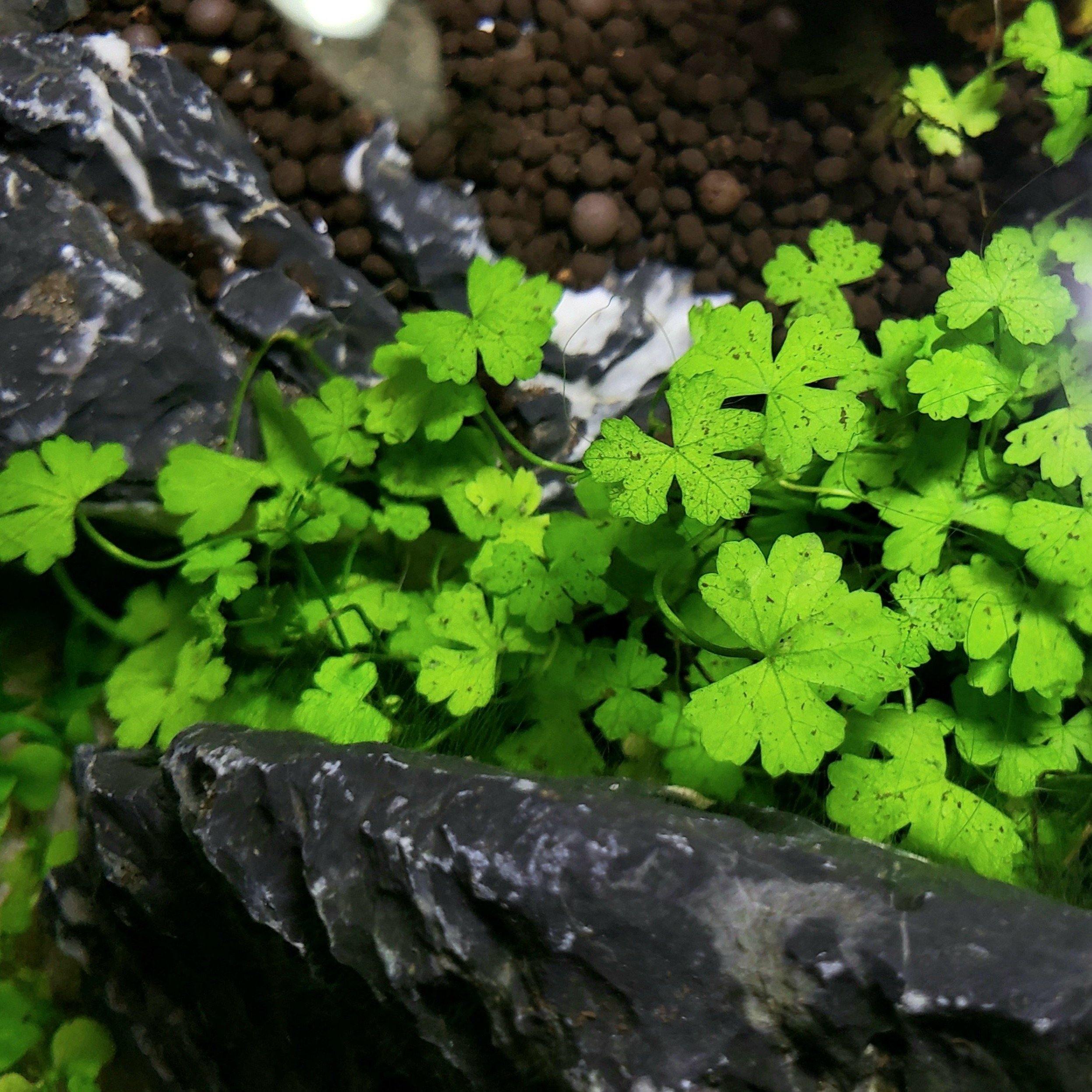 Hydrocotyle Tripartita "Japan" | Windy City Aquariums