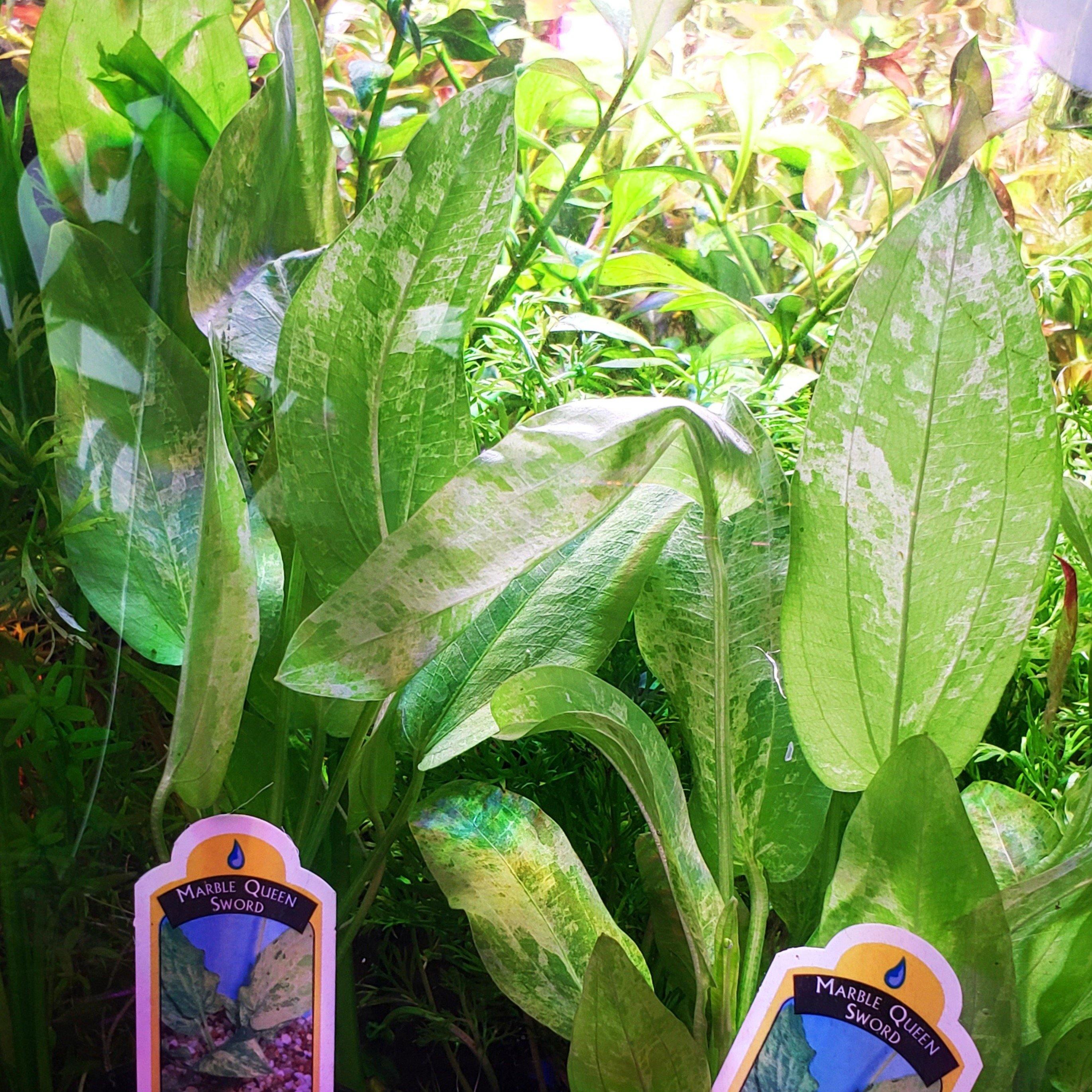 Radican Marble Queen Sword | Windy City Aquariums