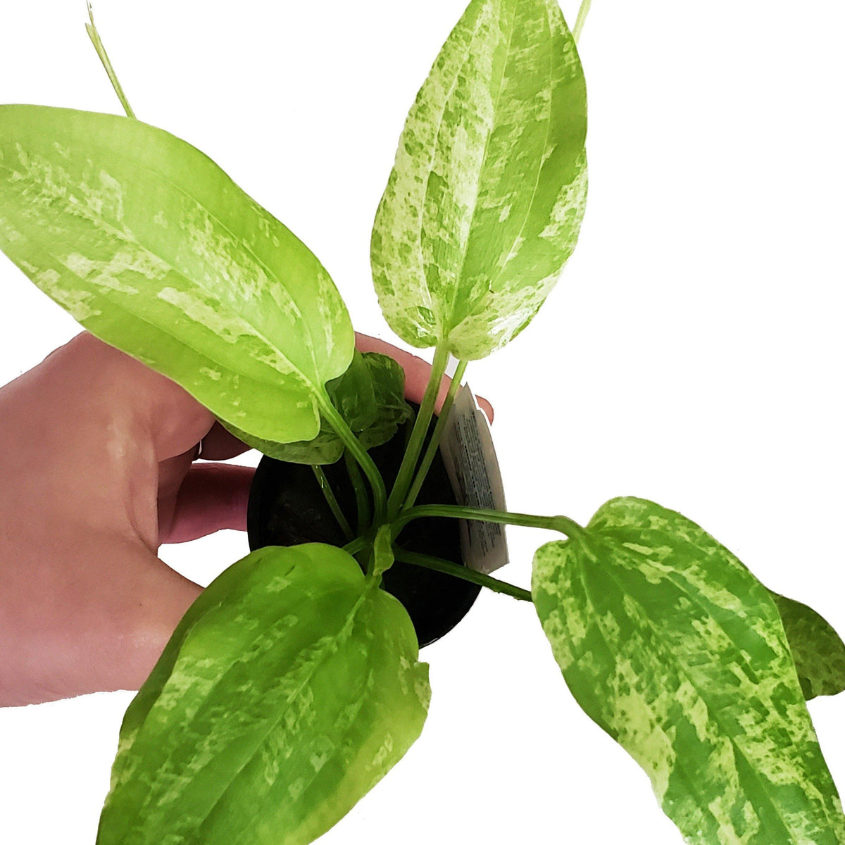 Radican Marble Queen Sword | Windy City Aquariums