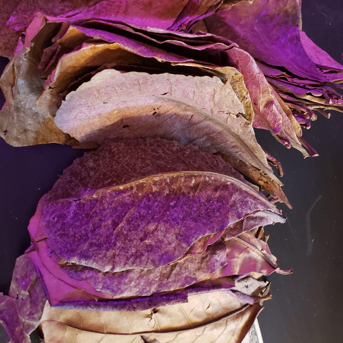XL Catappa Leaves / Indian Almond Leaves | Windy City Aquariums