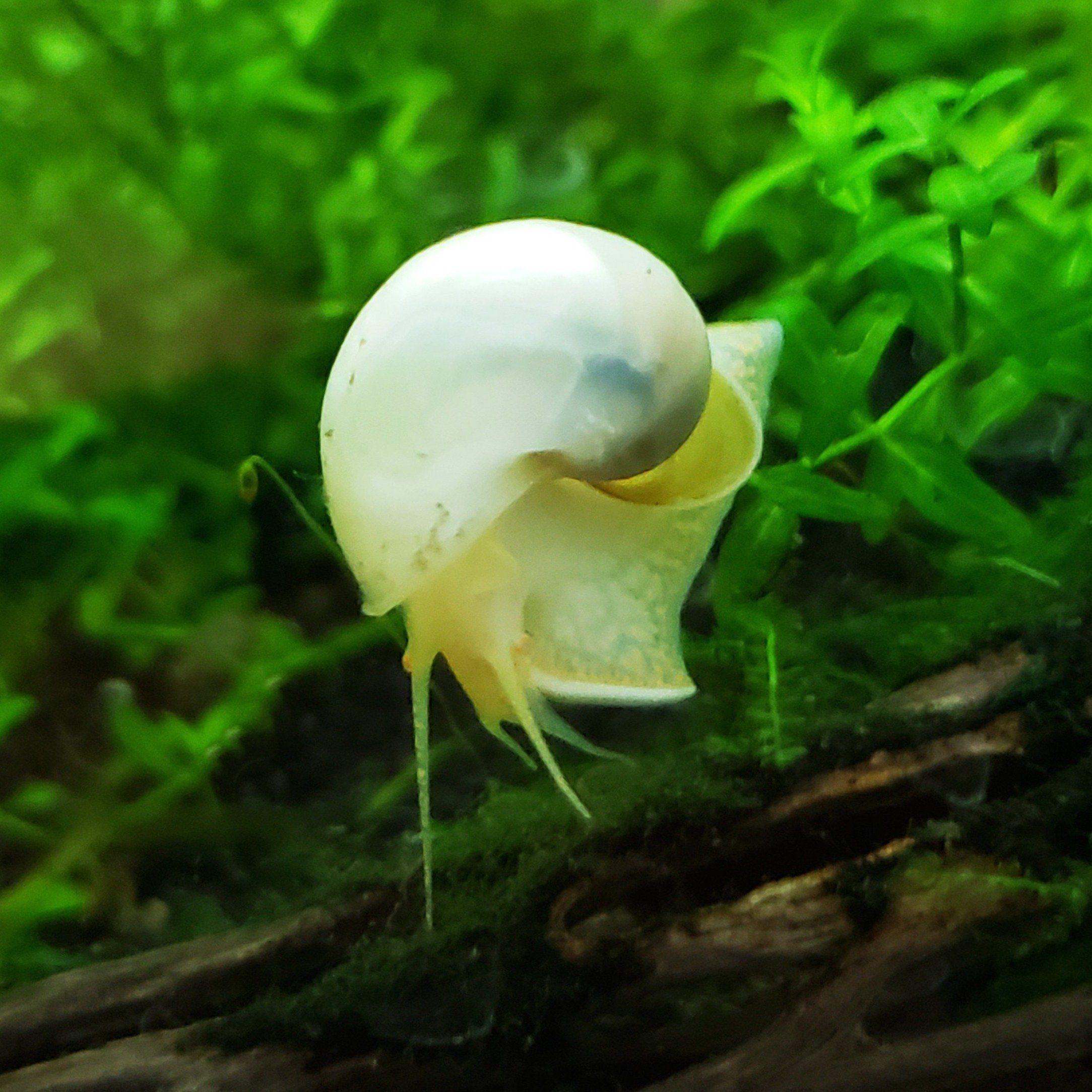 Ivory Mystery Snails (Pomacea Bridgesii) | Windy City Aquariums