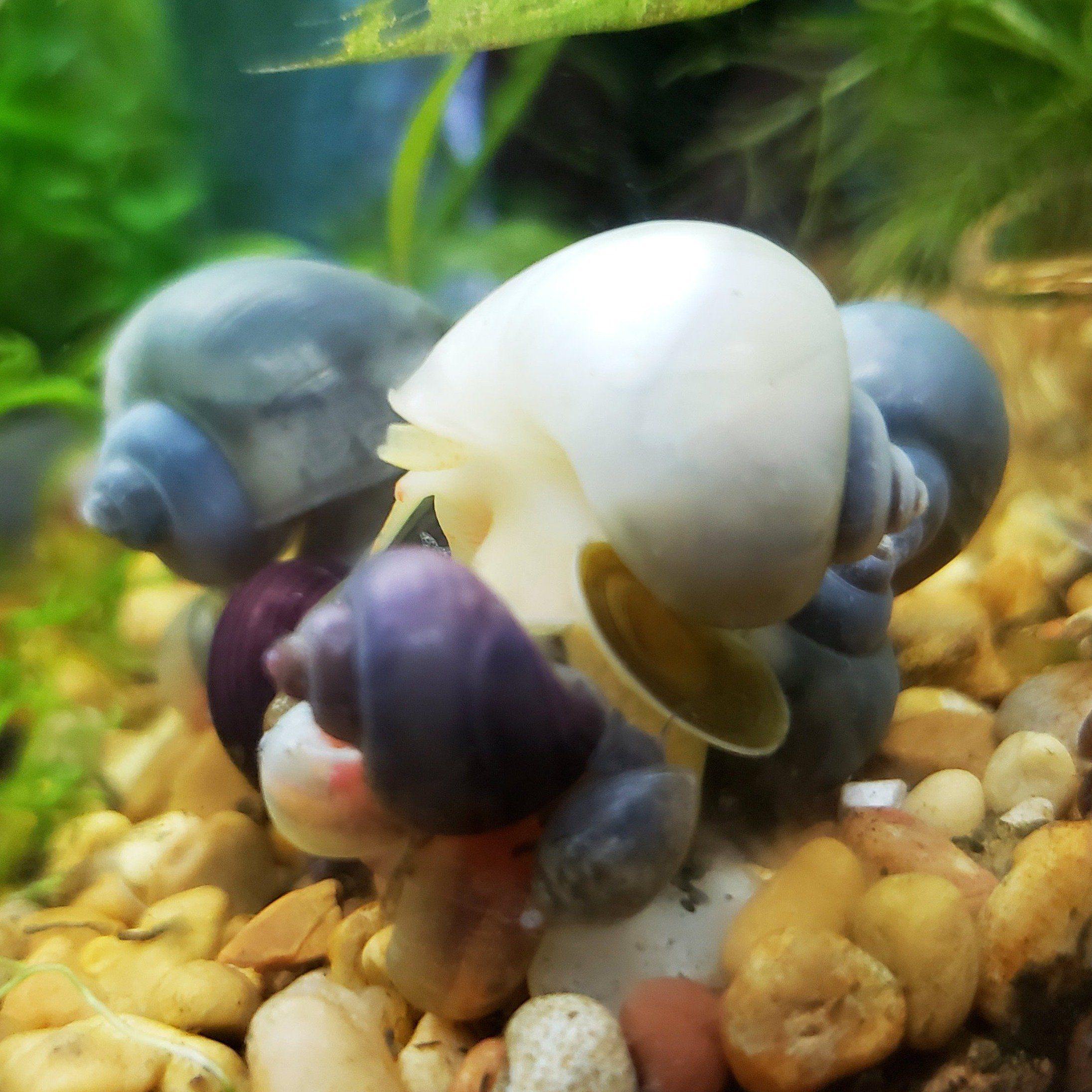 Ivory Mystery Snails (Pomacea Bridgesii) | Windy City Aquariums