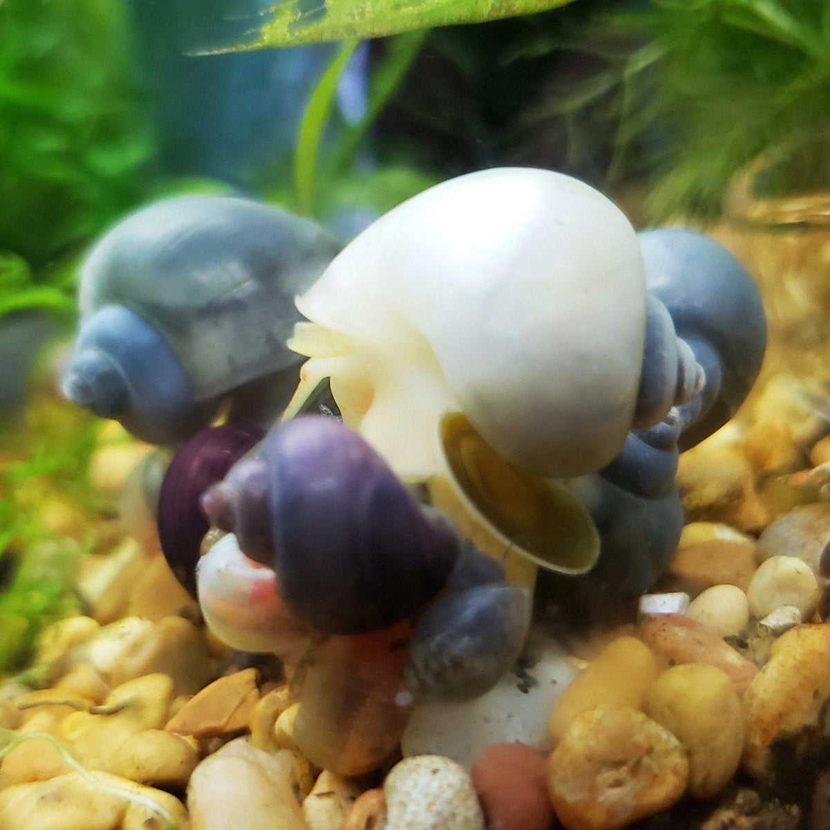 Ivory Mystery Snails (Pomacea Bridgesii) | Windy City Aquariums
