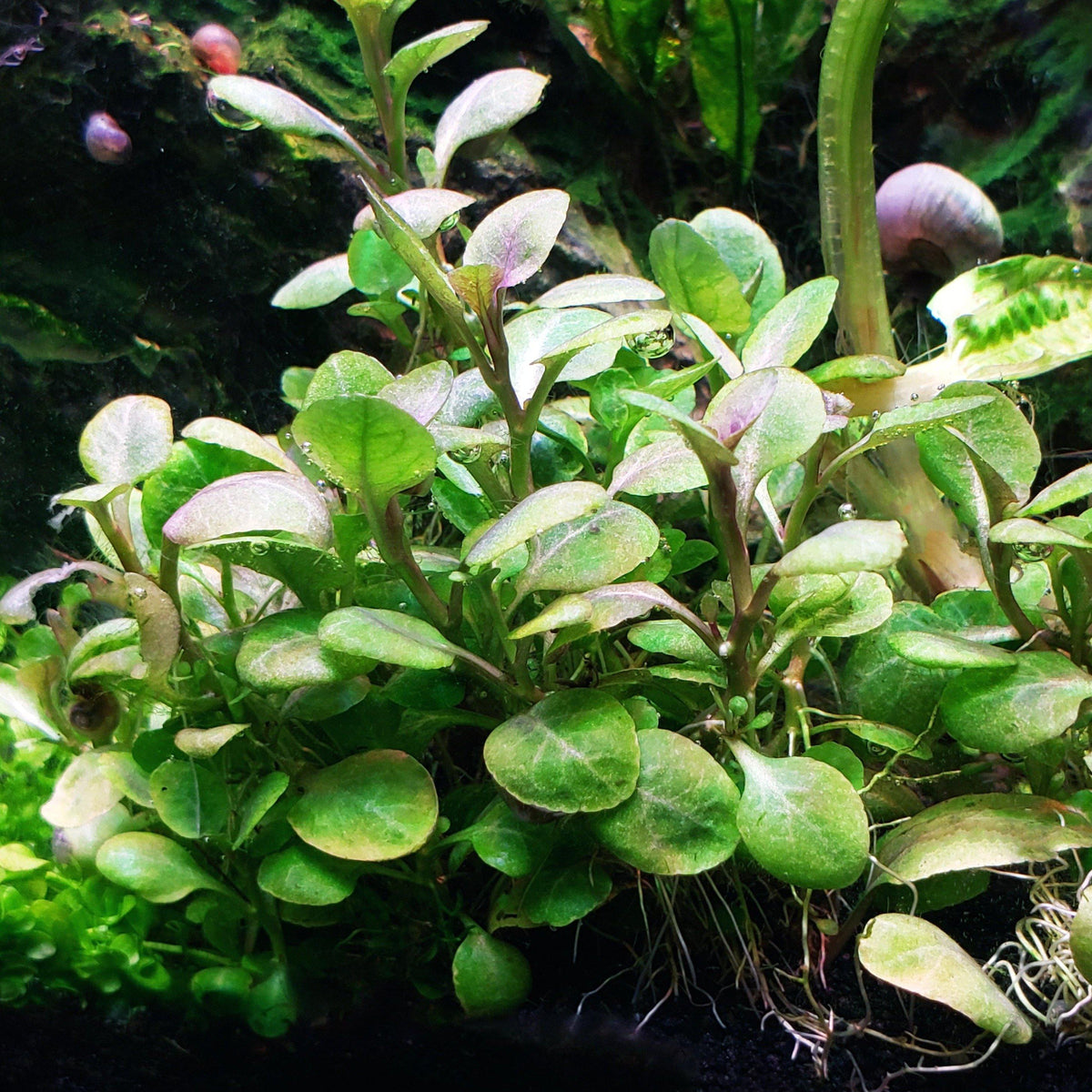 Cardinal Plant (Lobelia Cardinalis) | Windy City Aquariums