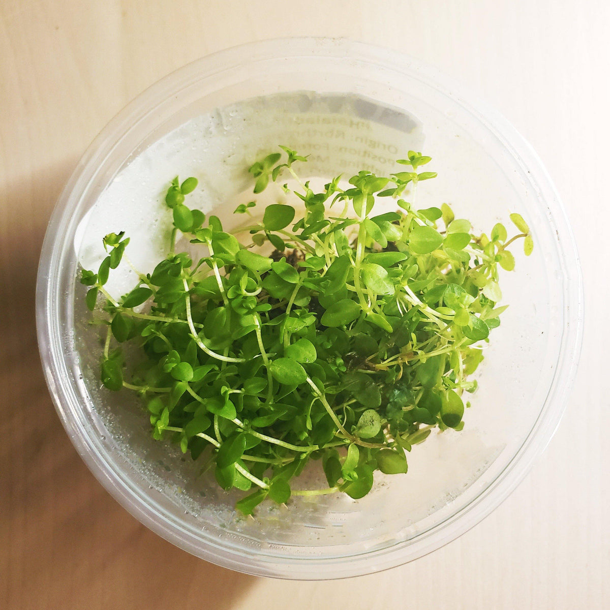 Pearl Weed (Micranthemum Micranthemoides) | Windy City Aquariums