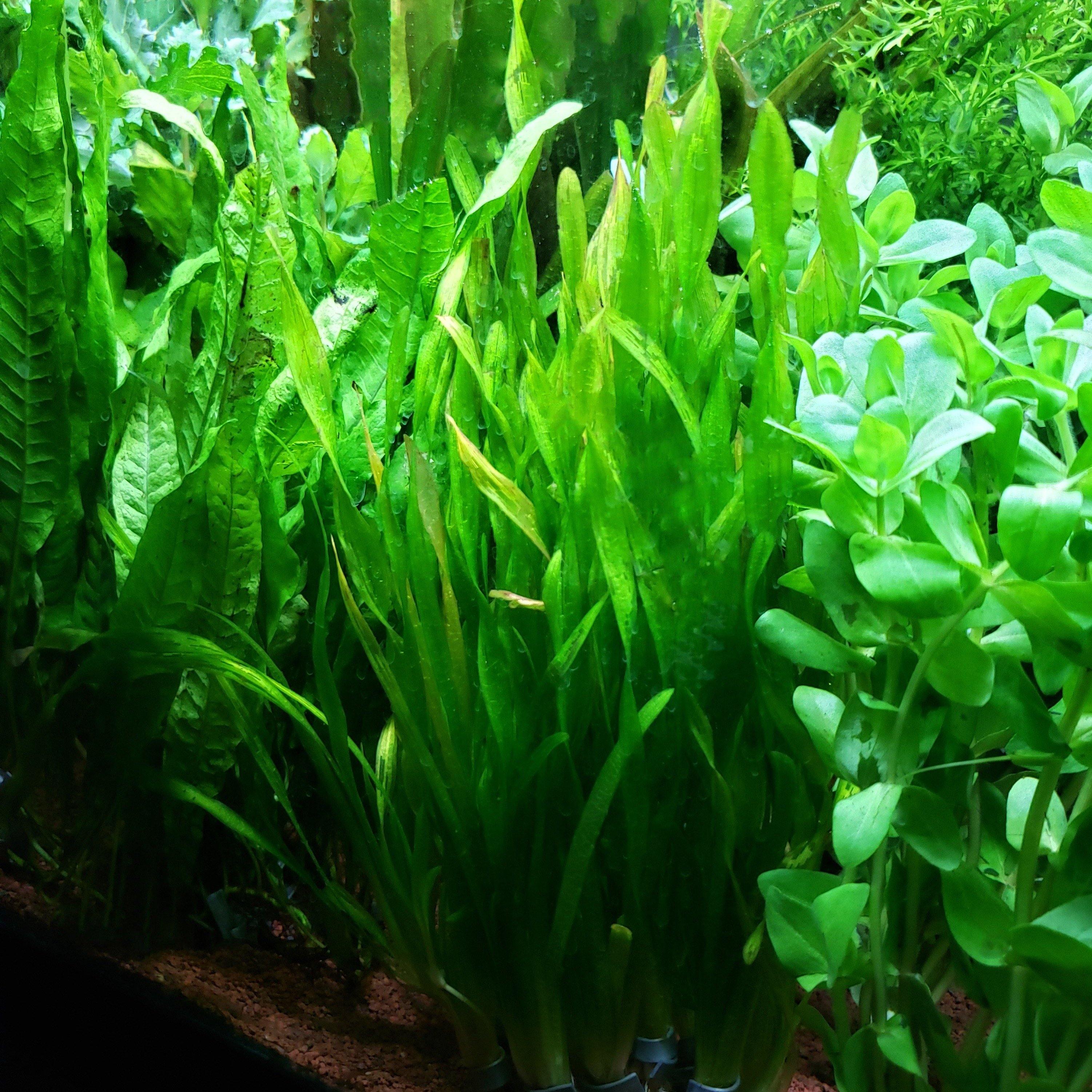 Corkscrew Vallisneria