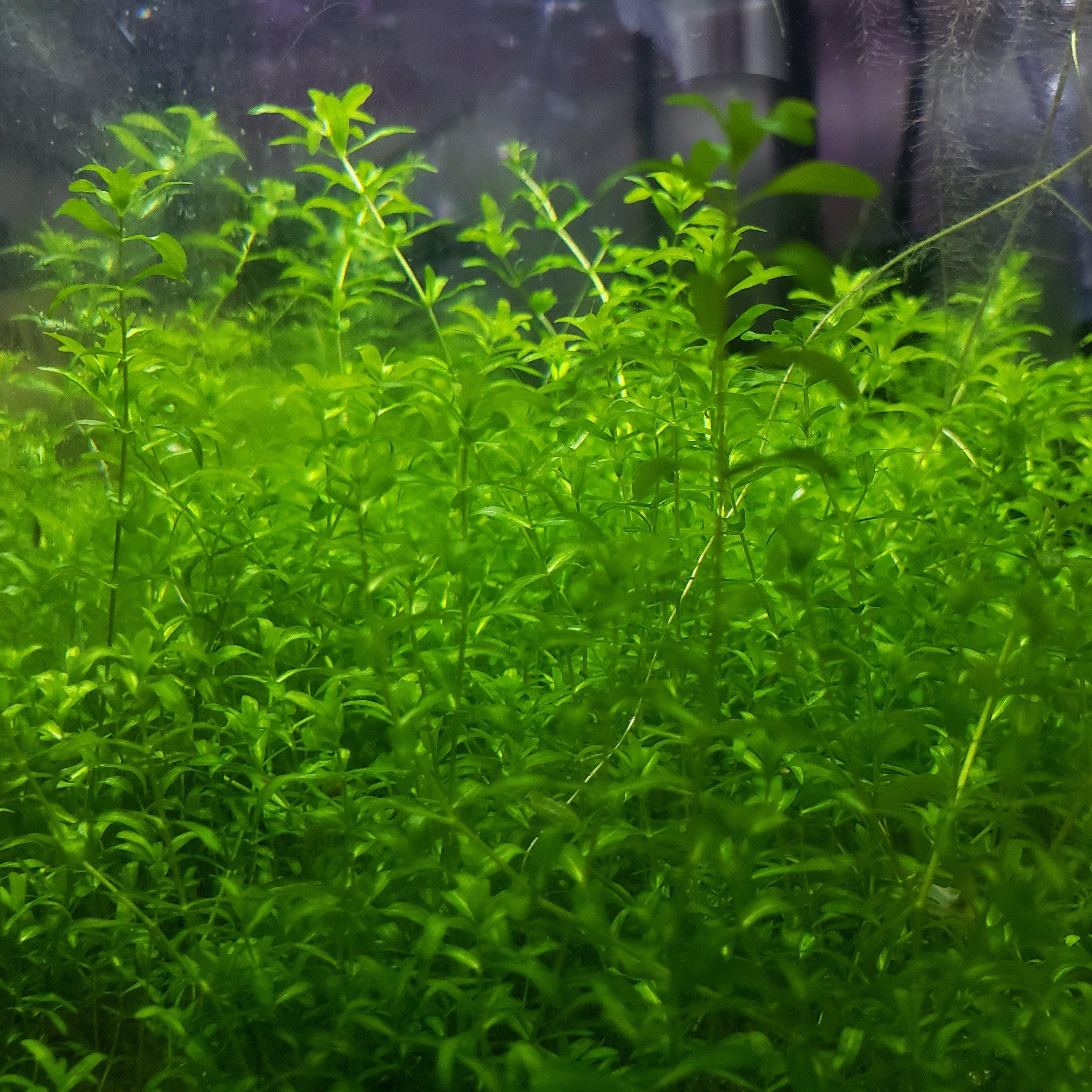 Pearl Weed (Micranthemum Micranthemoides) | Windy City Aquariums
