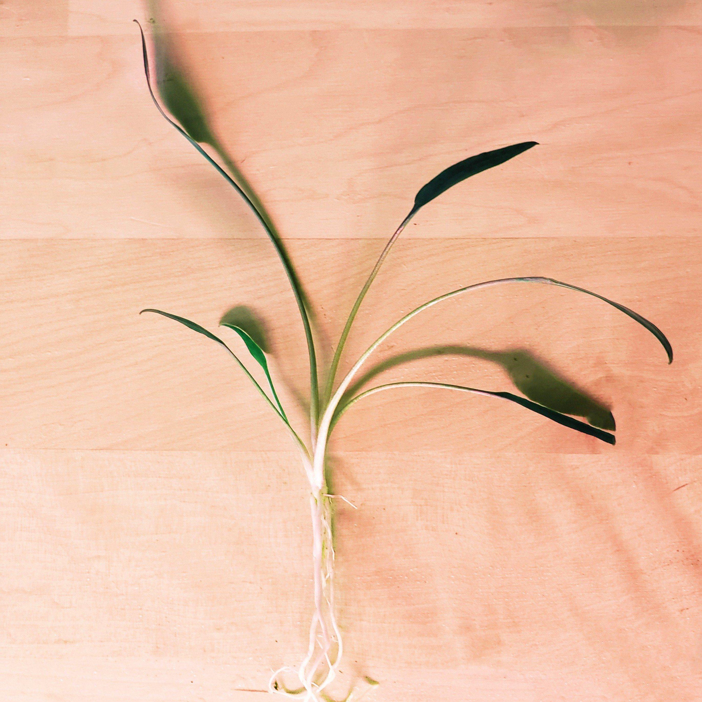 Cryptocoryne Lucens | Easy Live Aquarium Plants | Windy City Aquariums