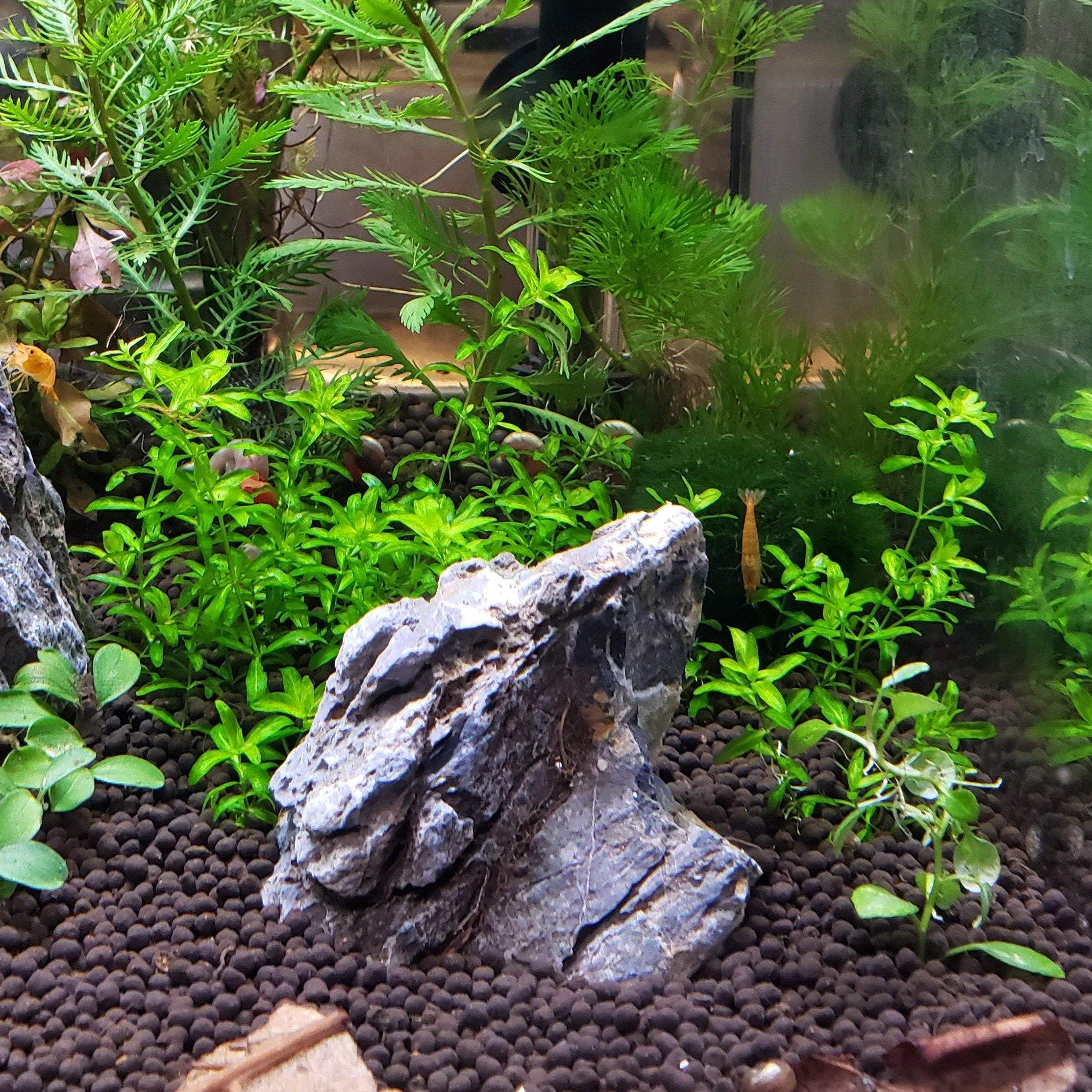 Pearl Weed (Micranthemum Micranthemoides) | Windy City Aquariums