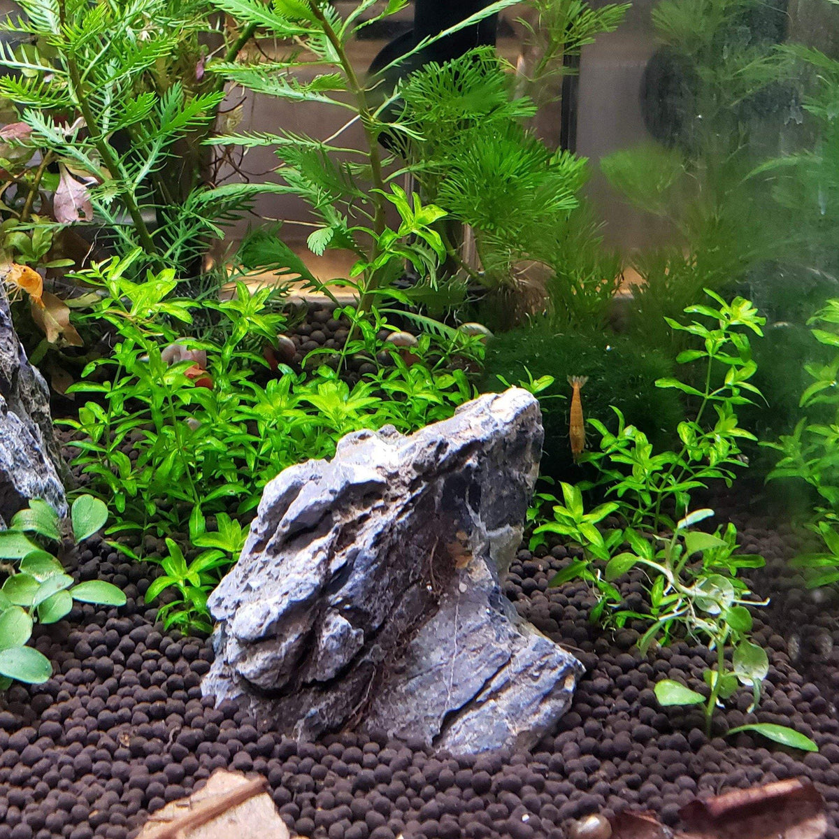 Pearl Weed (Micranthemum Micranthemoides) | Windy City Aquariums