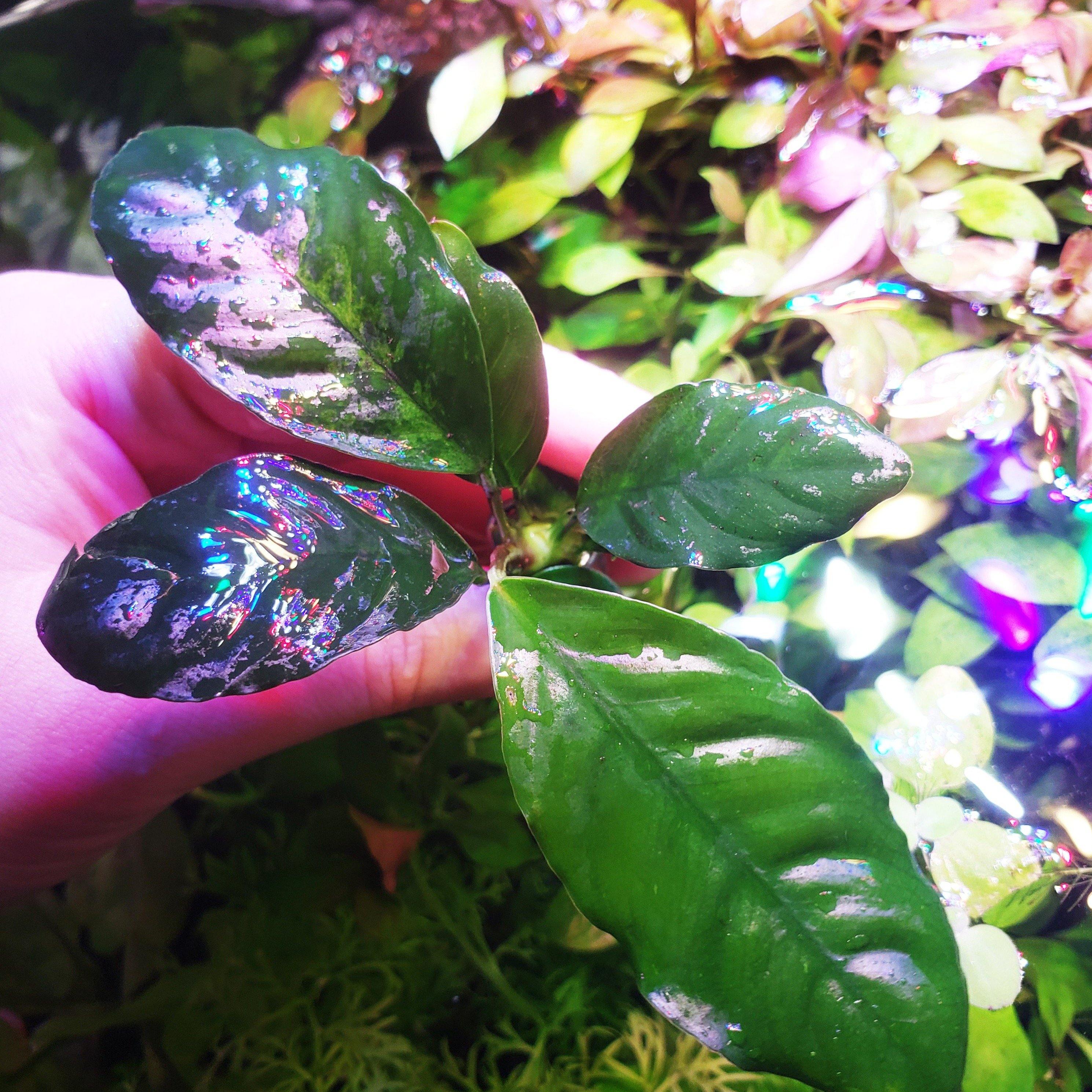 Anubias Barteri "Coffeefolia" | Windy City Aquariums