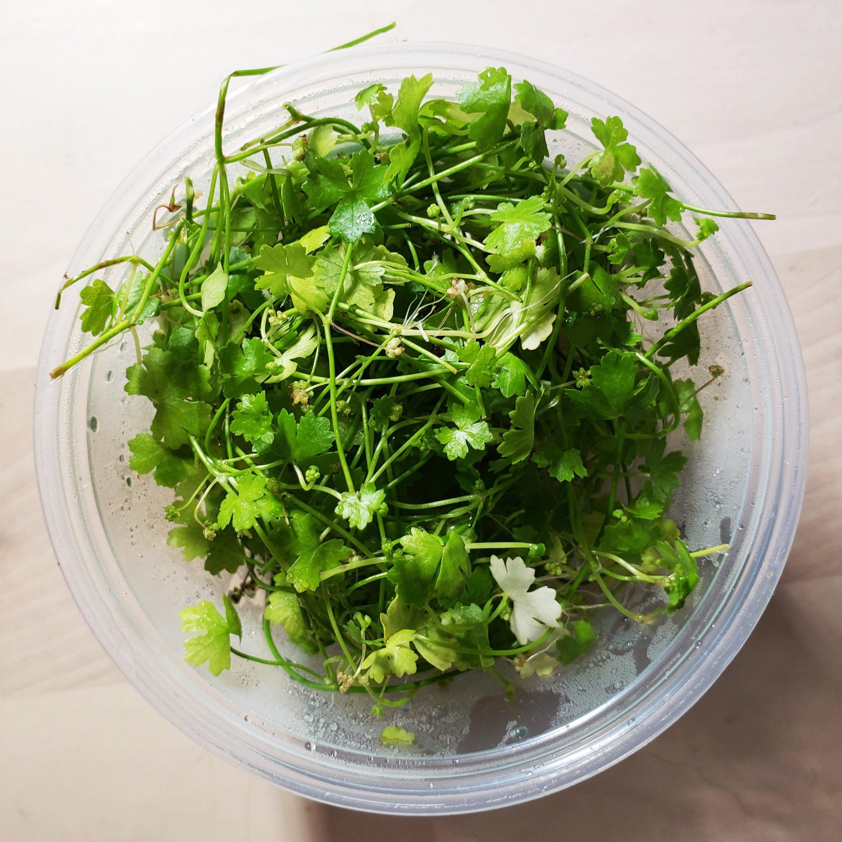 Hydrocotyle Tripartita "Japan" | Windy City Aquariums