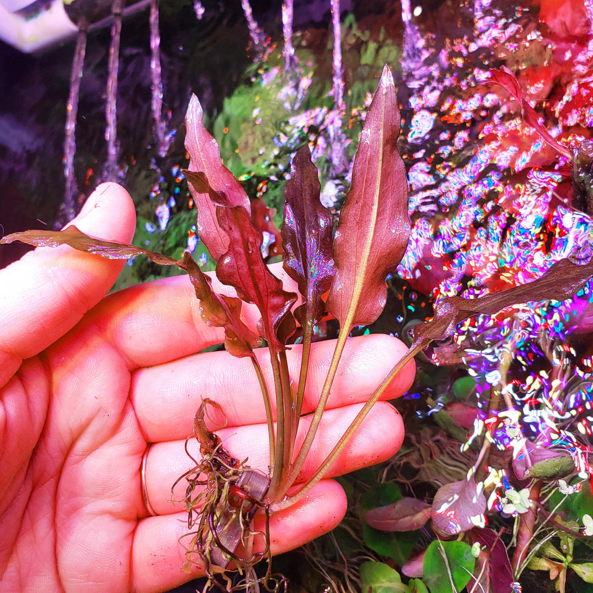 Cryptocoryne Wendtii Red | Live Aquarium Plant | Windy City Aquariums