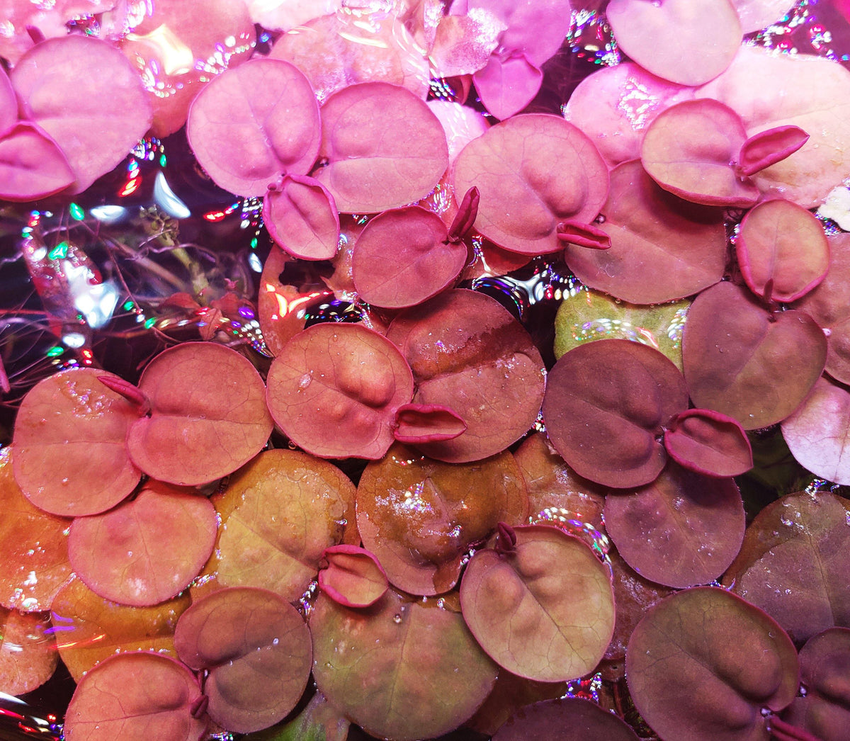 Red Root Floaters | Floating Aquarium Plants | Windy City Aquariums