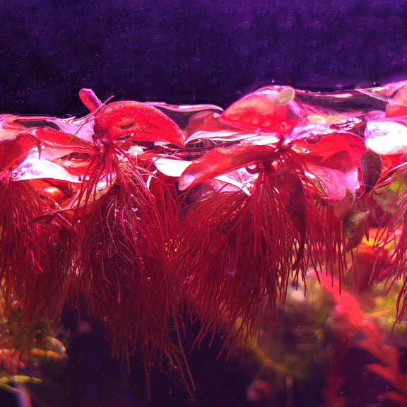 Red Root Floaters | Floating Aquarium Plants | Windy City Aquariums