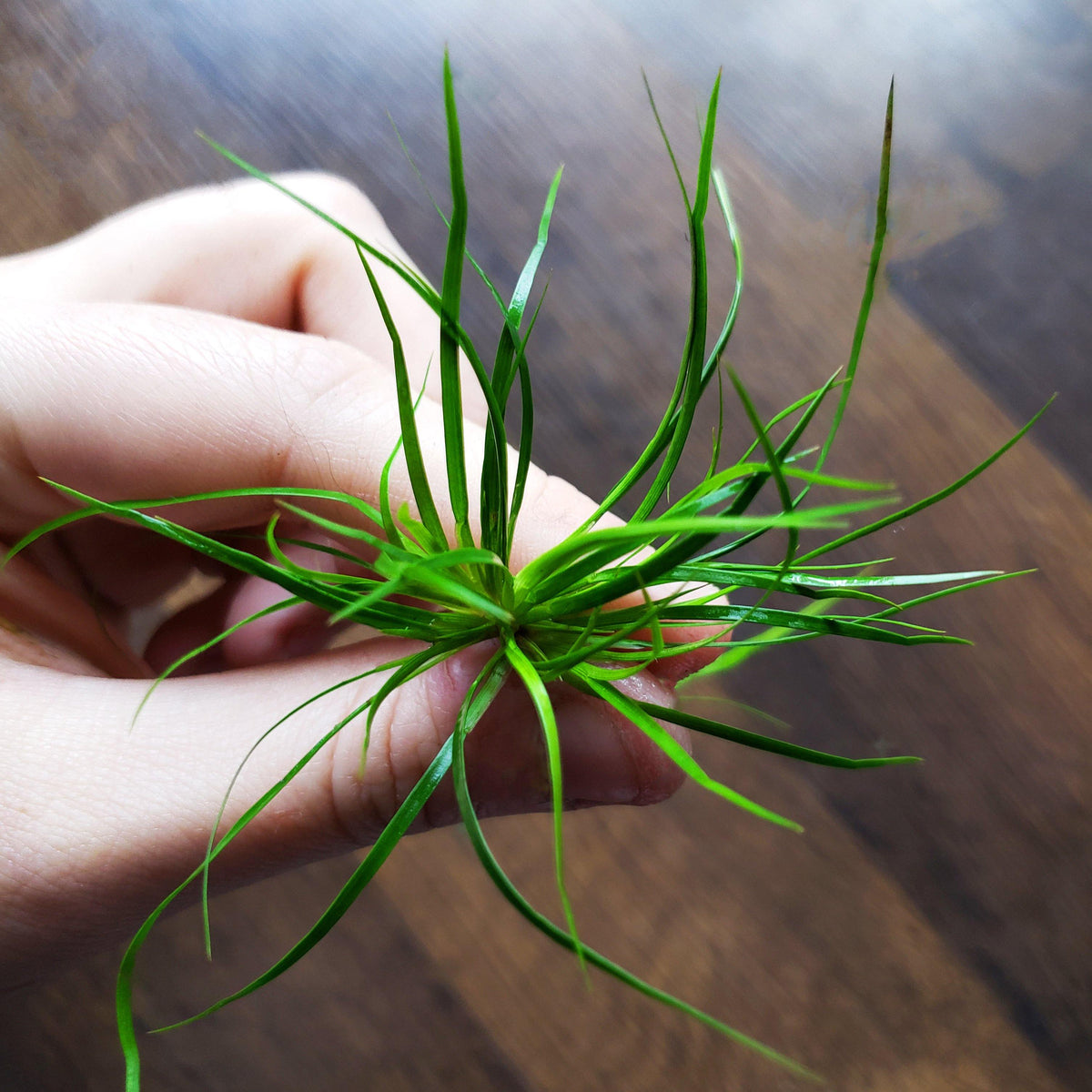 Juncus Repens | Live Carpeting Aquarium Plants | Windy City Aquariums