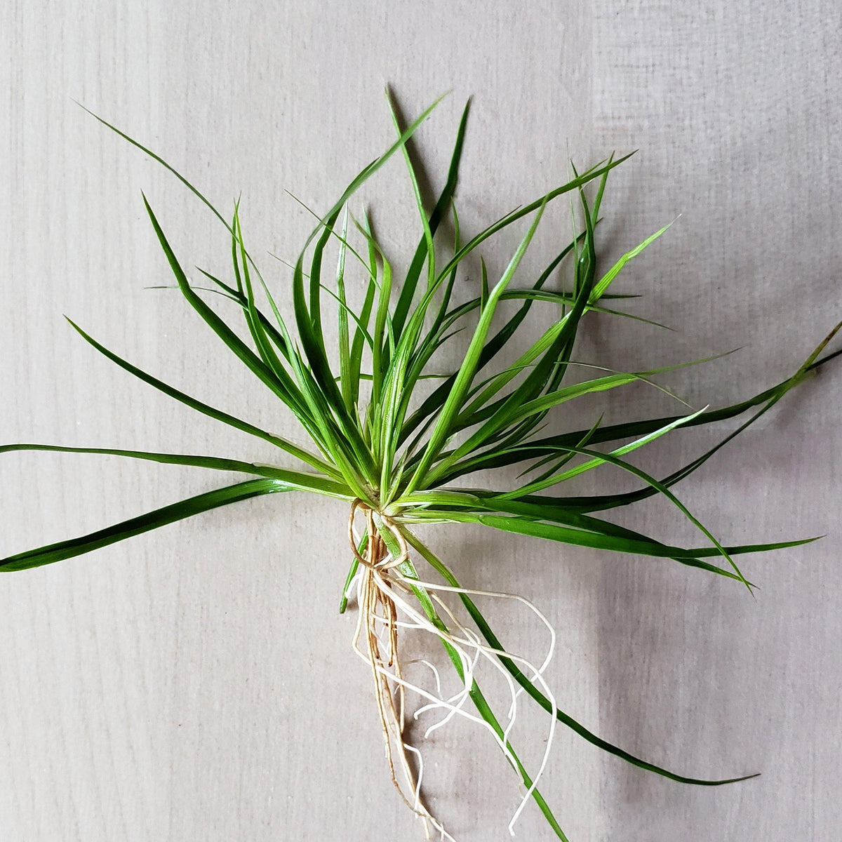 Juncus Repens | Live Carpeting Aquarium Plants | Windy City Aquariums