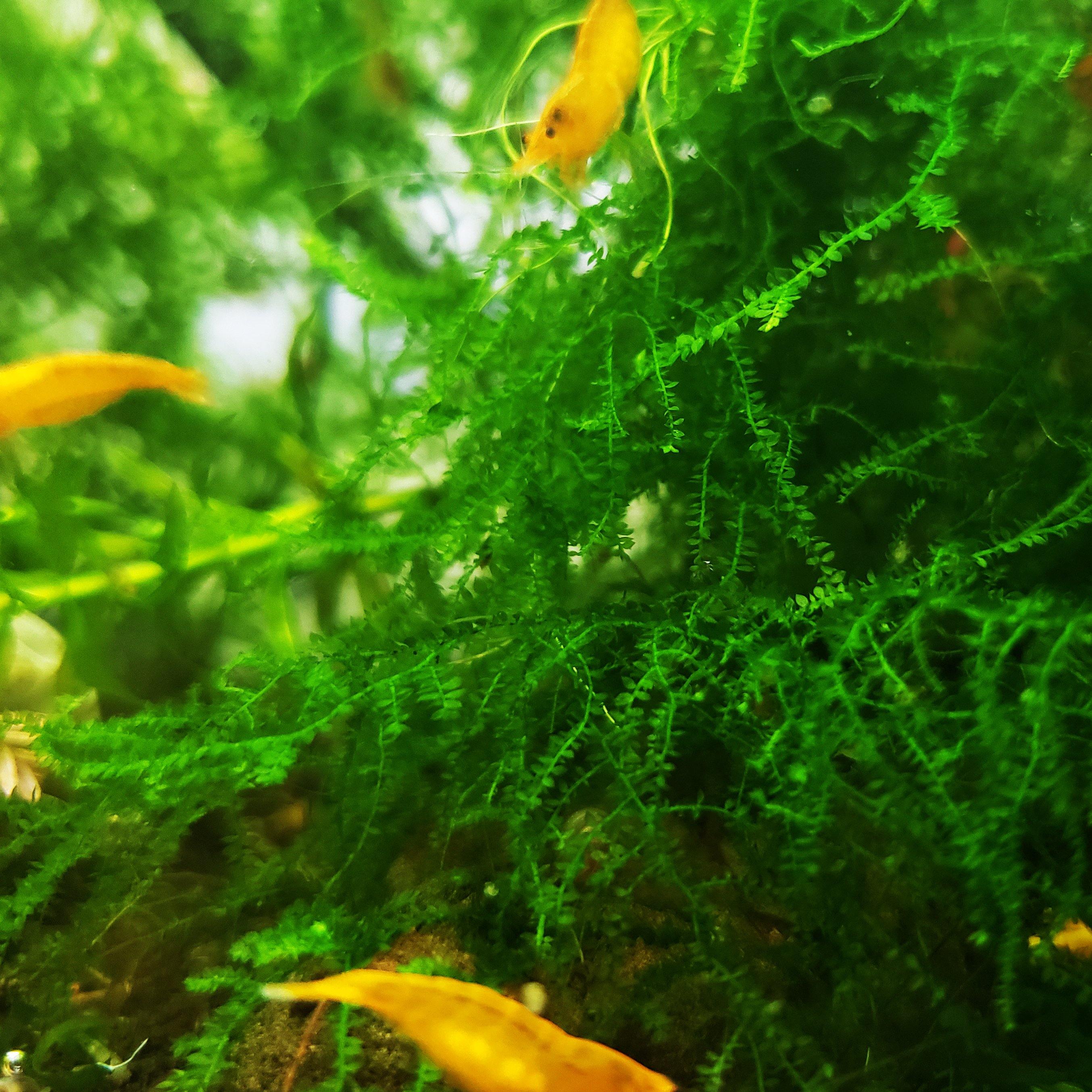 Christmas Moss | Live Aquarium Moss | Windy City Aquariums