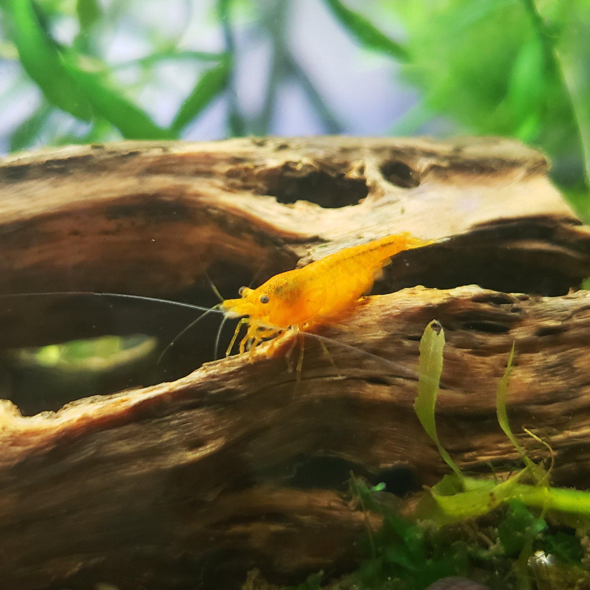 Orange Pumpkin Neocardinia Shrimp | USA Bred | Windy City Aquariums