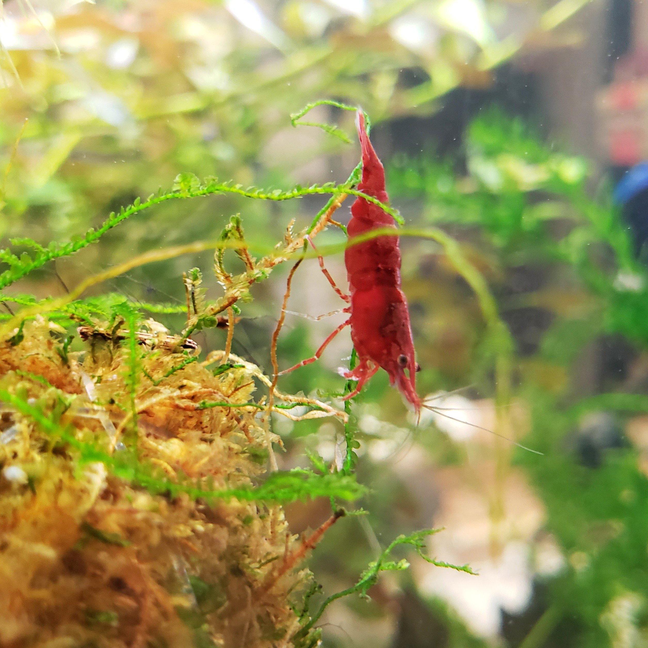 Red Cherry Neocardinia Shrimp | USA Bred | Windy City Aquariums
