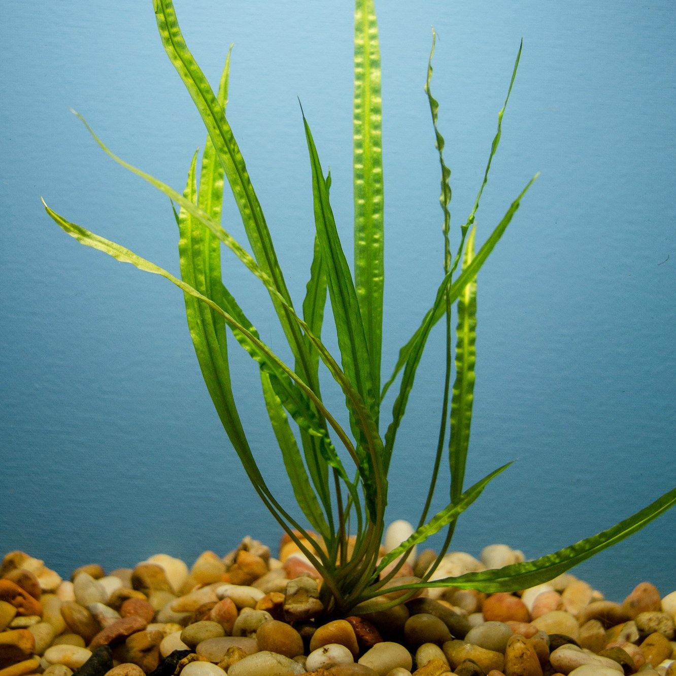 Cryptocoryne Balansae | Live Aquatic Plants | Windy City Aquariums