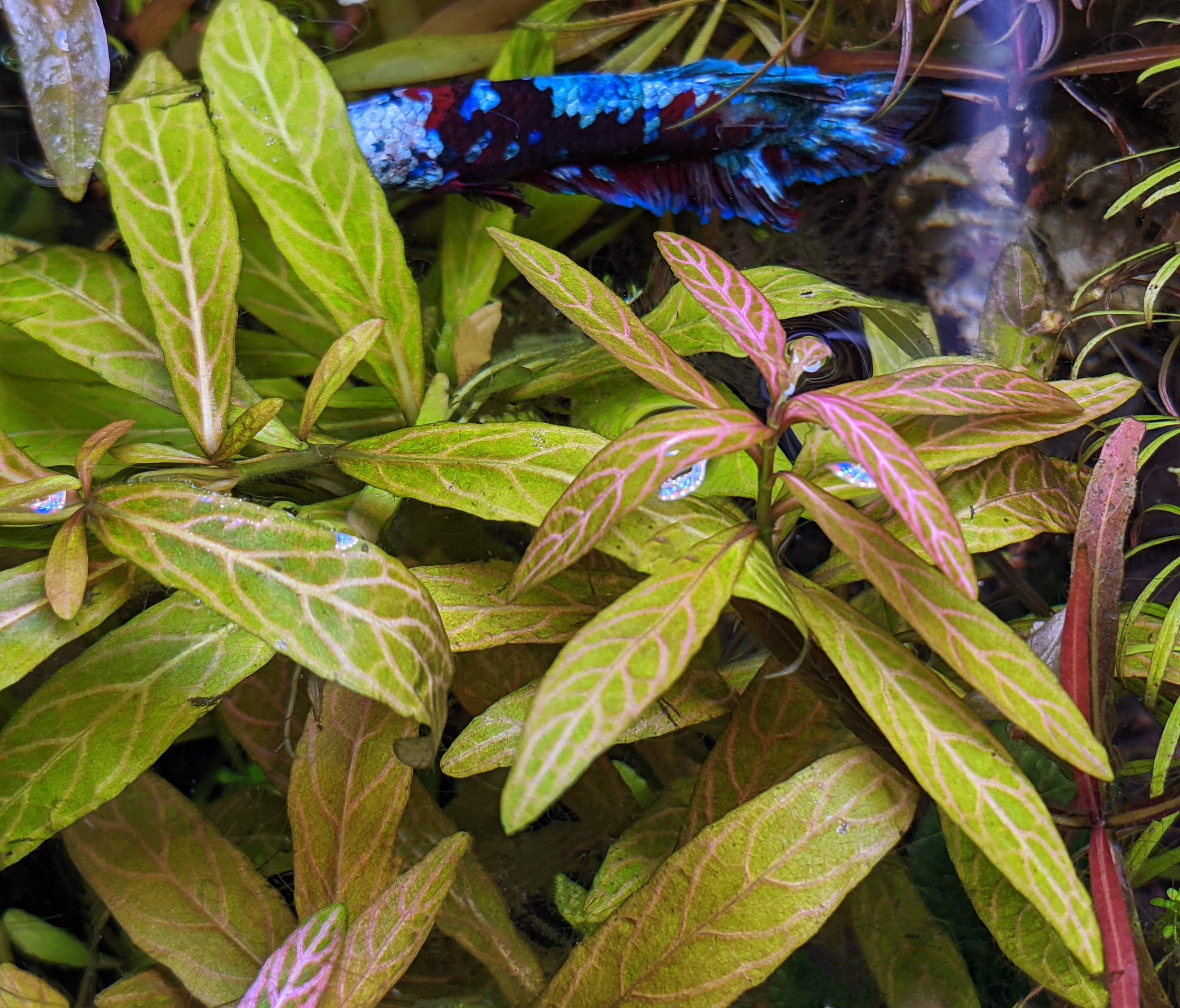 Hygrophila Polysperma Rosanervig