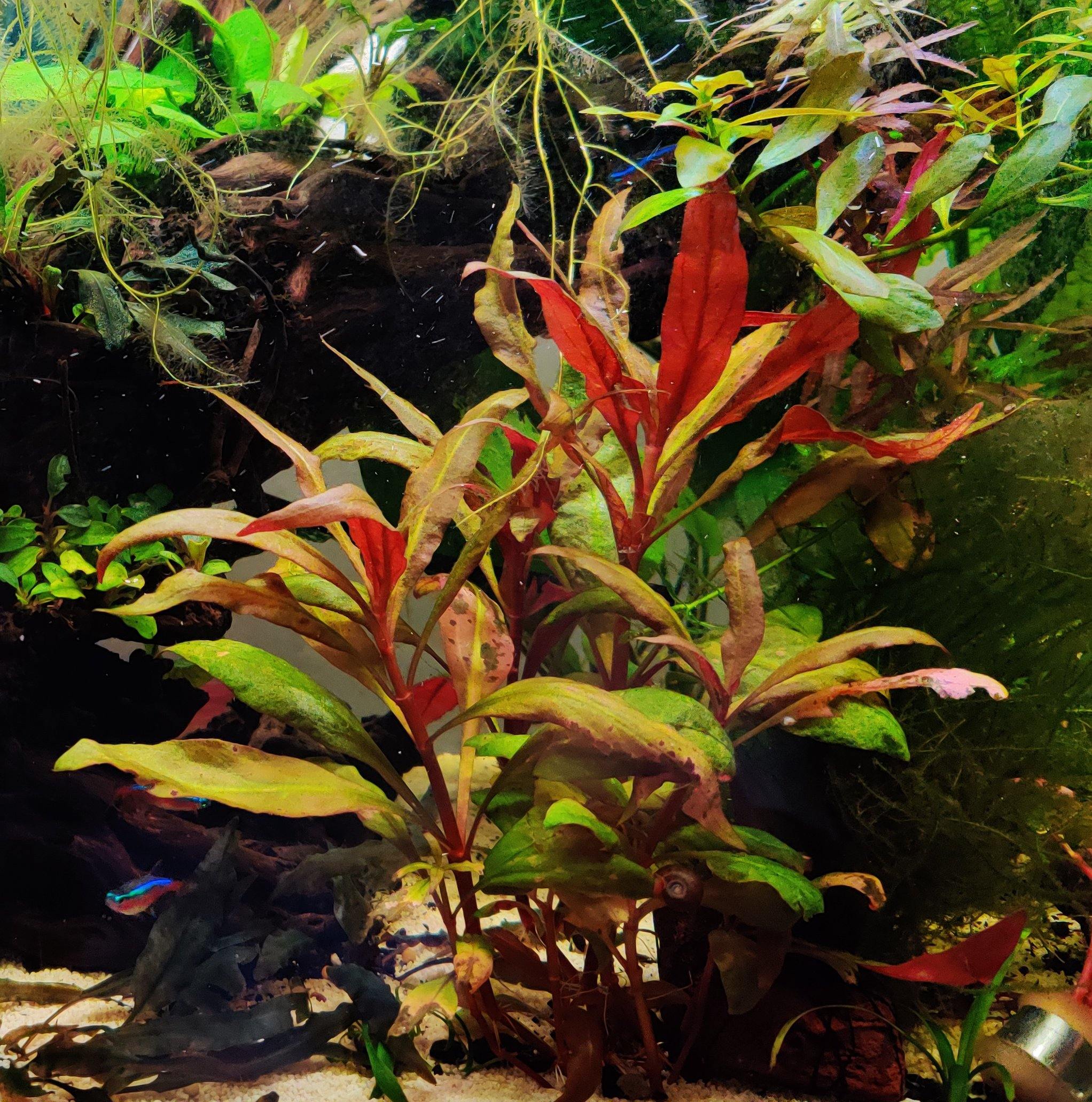 Scarlet Temple (Alternanthera Reineckii) | Windy City Aquariums