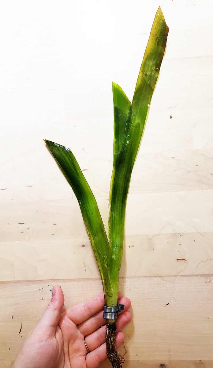 Red Jungle Vallisneria (Vallisneria Americana) | Windy City Aquariums