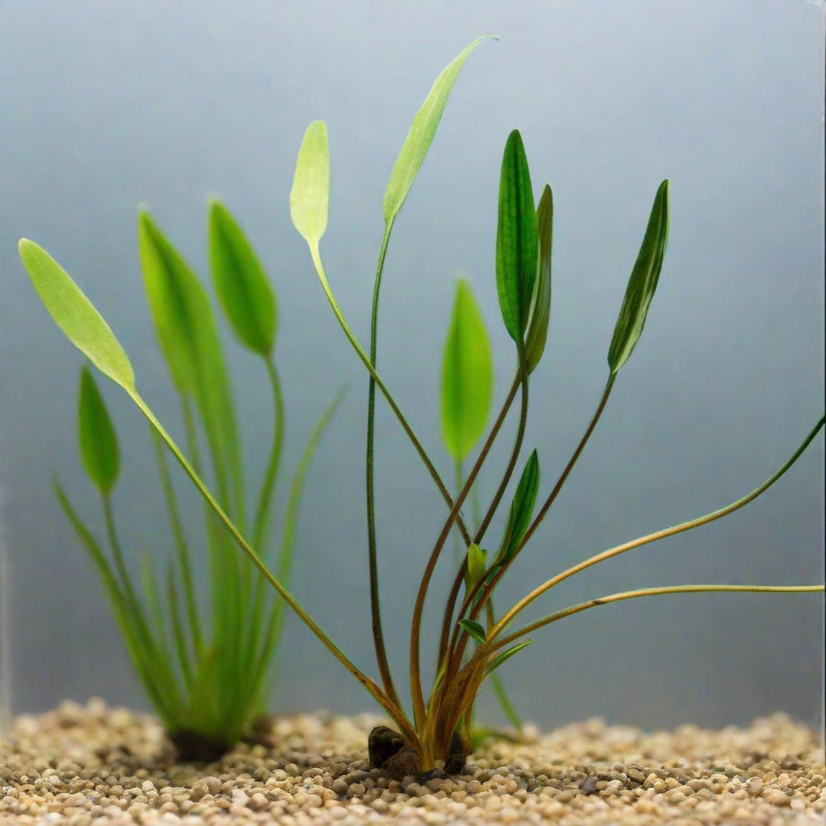 Cryptocoryne Lucens | Easy Live Aquarium Plants | Windy City Aquariums