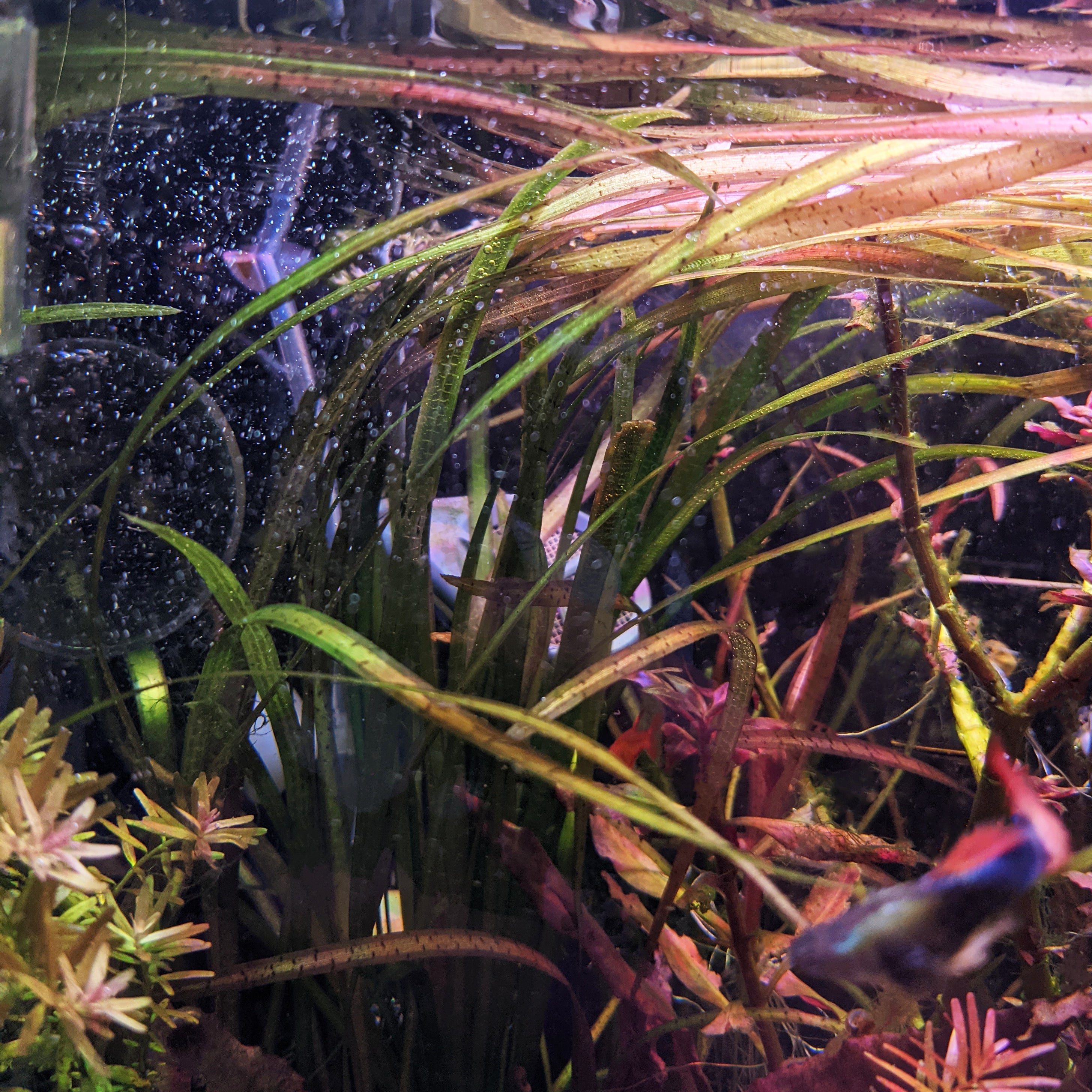 Vallisneria Spiralis Red