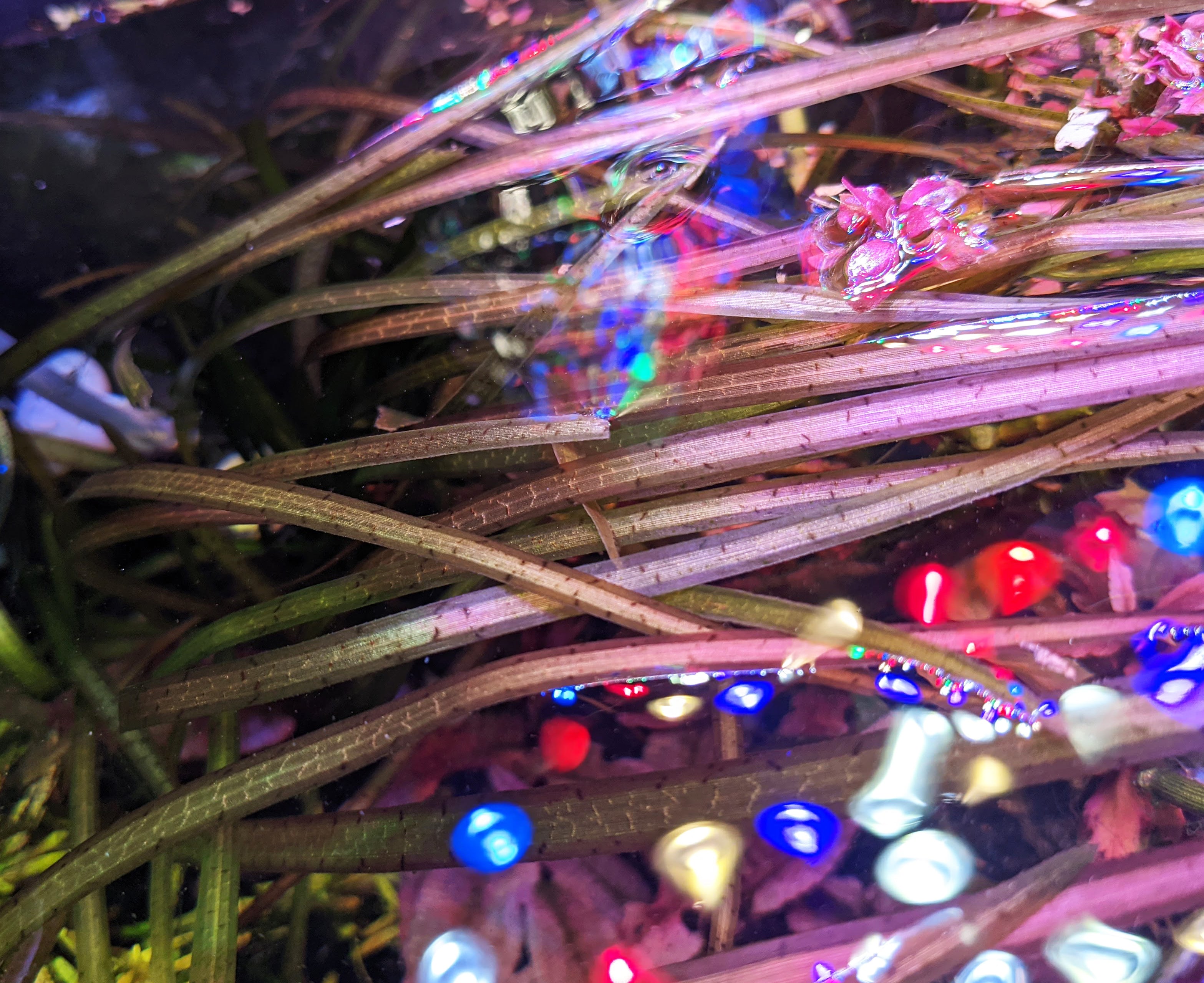 Vallisneria Spiralis Red