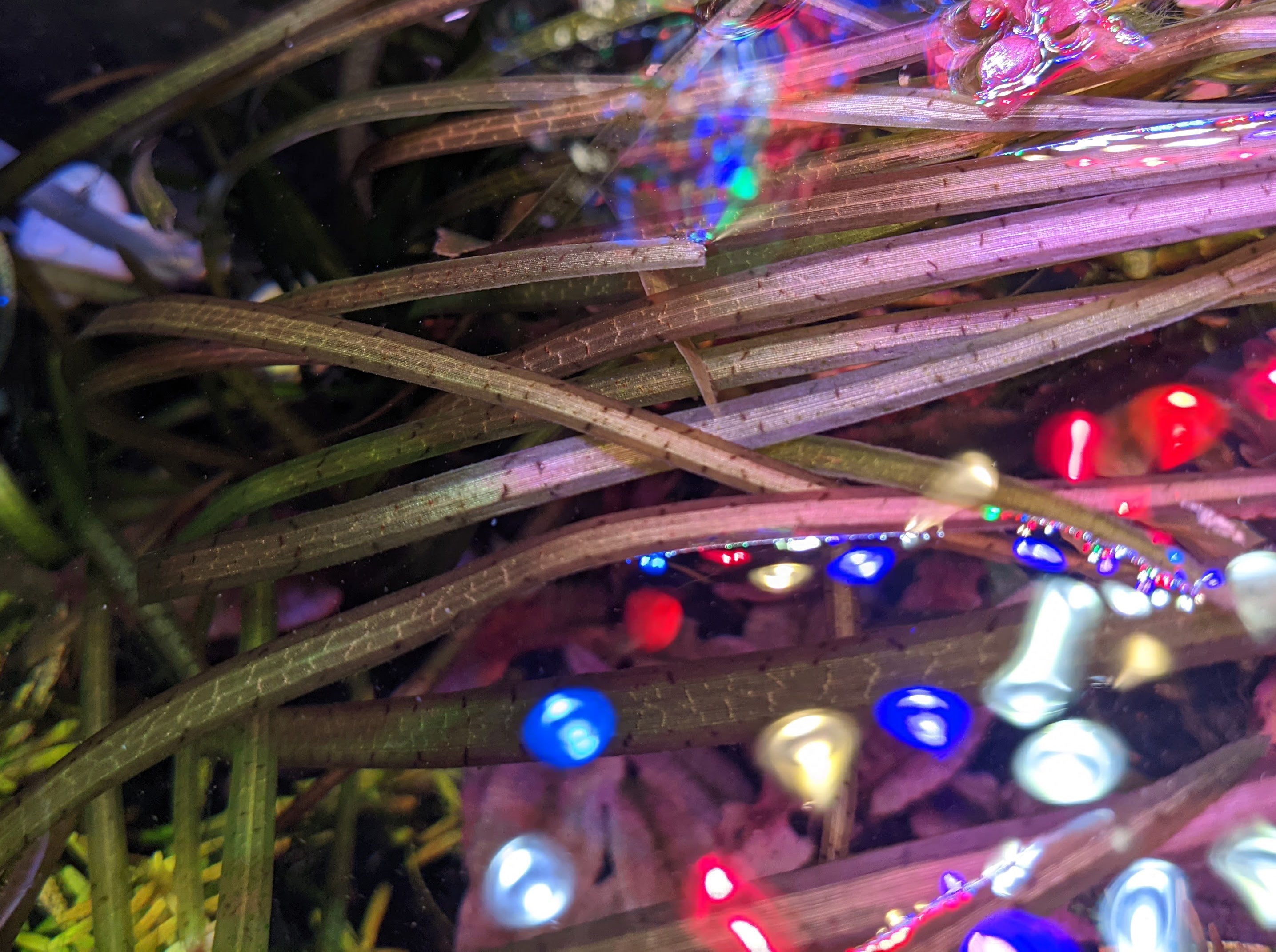 Vallisneria Spiralis Red