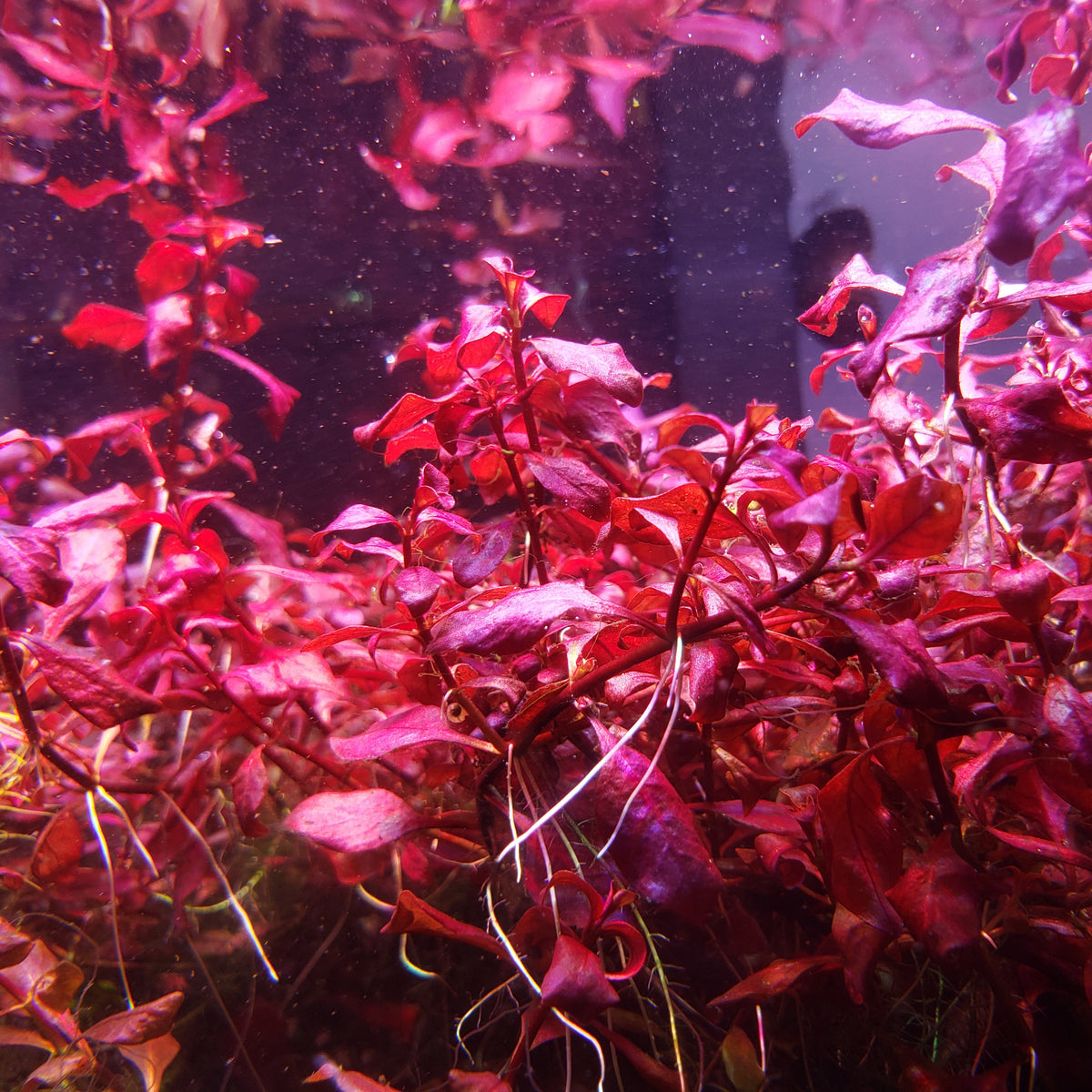 Ludwigia Super Red Mini | Windy City Aquariums